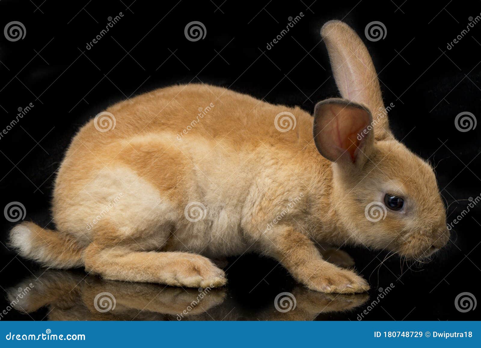 Cute Red Orange Brown Rex Rabbit Isolated on Black Stock Image - Image ...