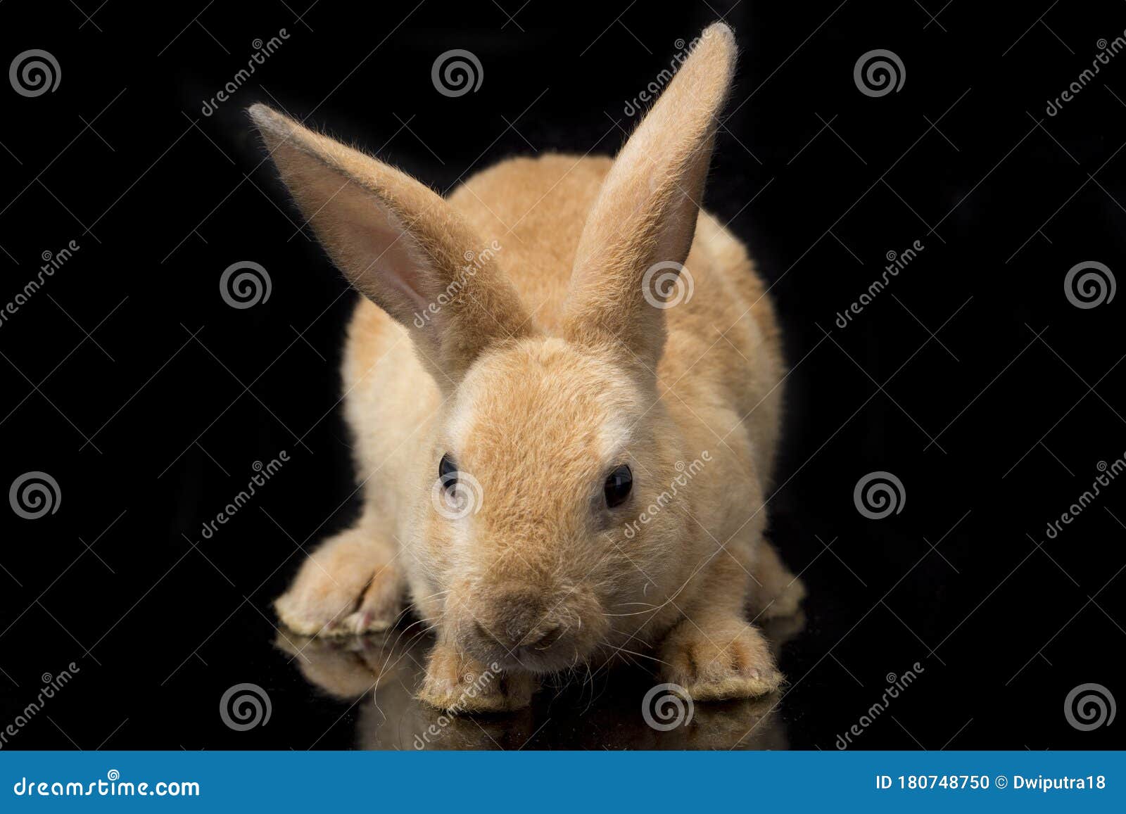 Cute Red Orange Brown Rex Rabbit Isolated on Black Stock Photo - Image ...