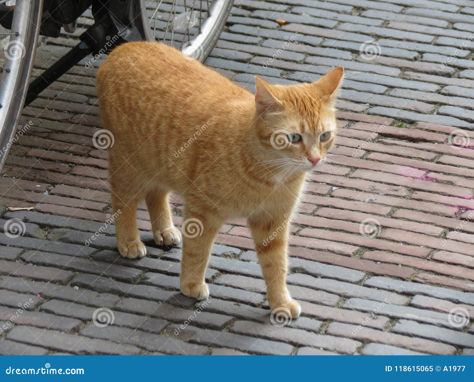 Cute red tabby stock image. Image of furry, mammal, breed - 118615065