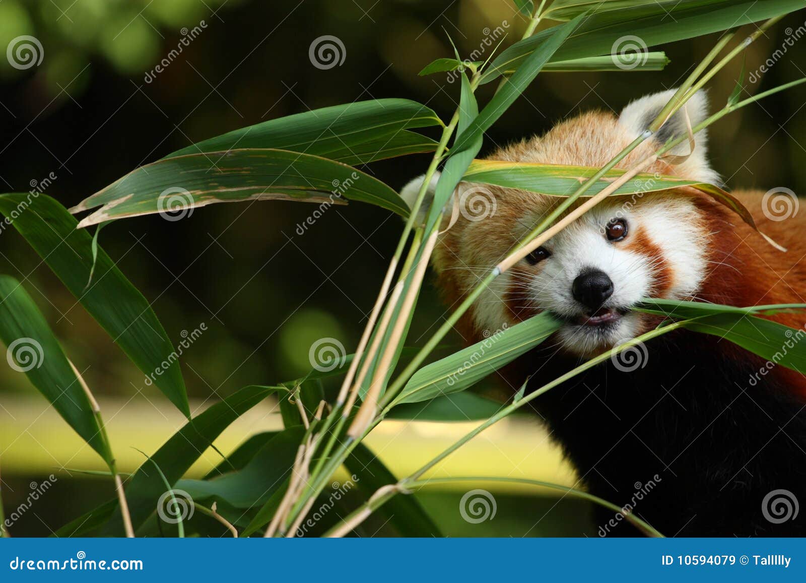 Red Panda Feeding Royalty-Free Stock Photo | CartoonDealer.com #62541711