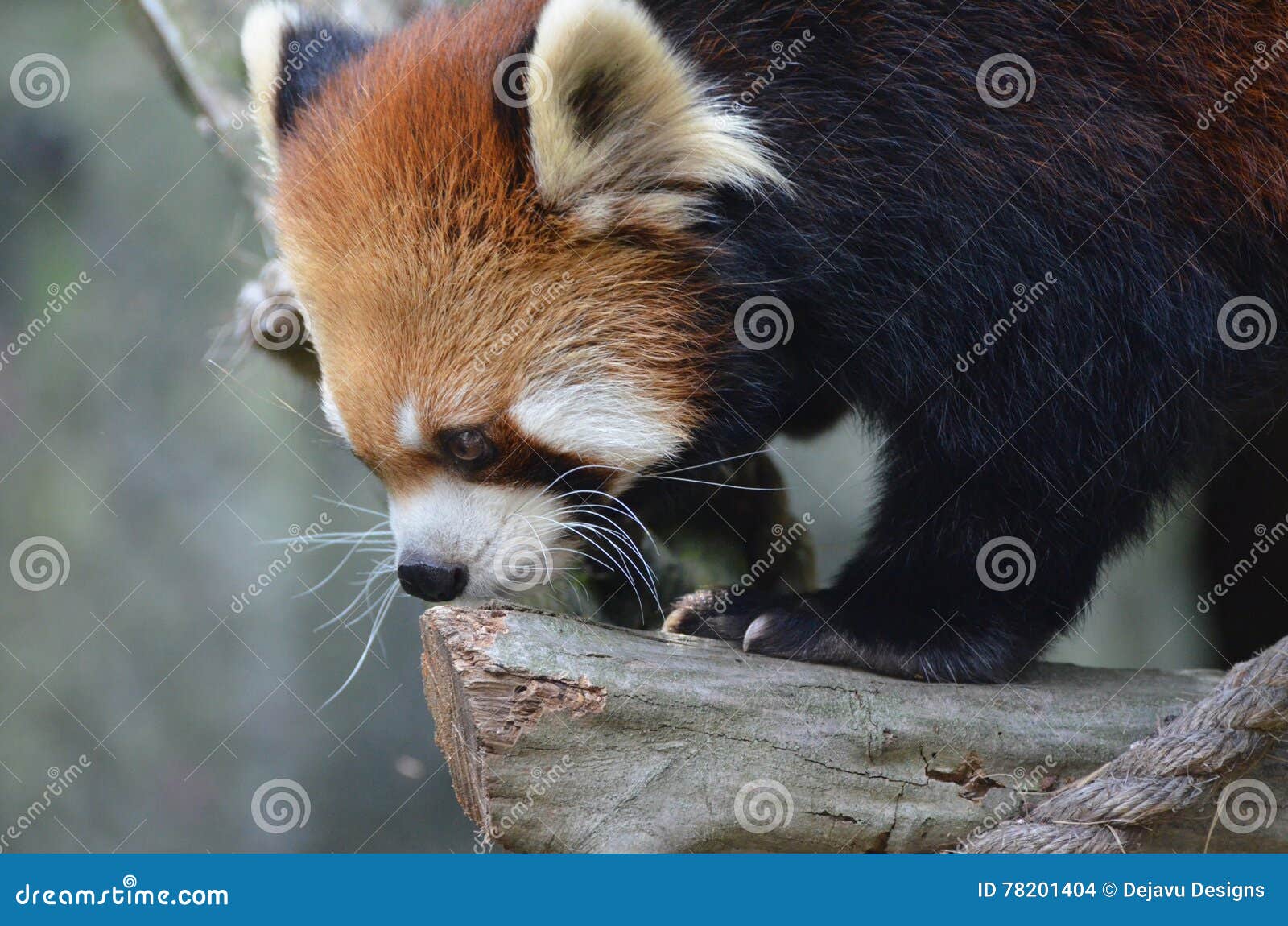 Cute Red Panda Bears