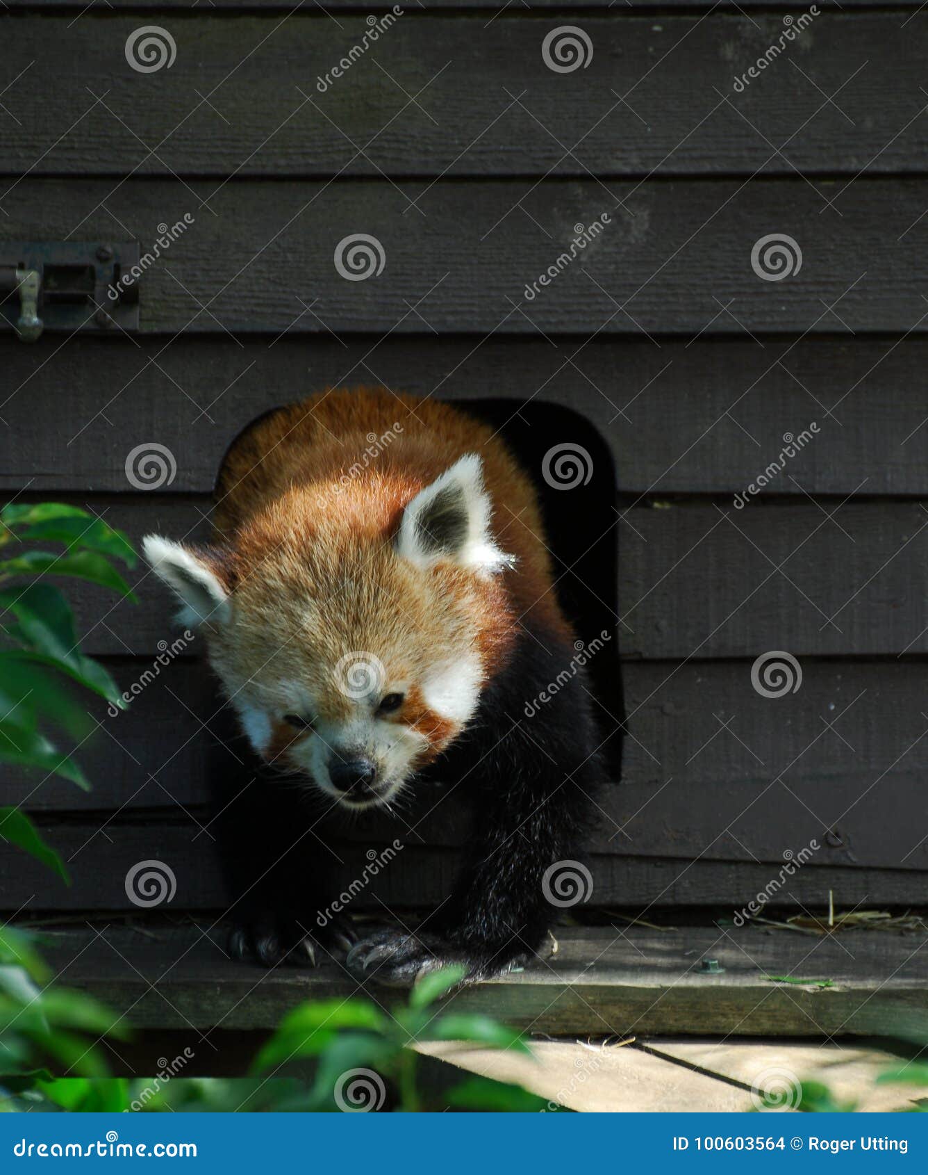 A cute Red Panda stock photo. Image of house, panda - 100603564
