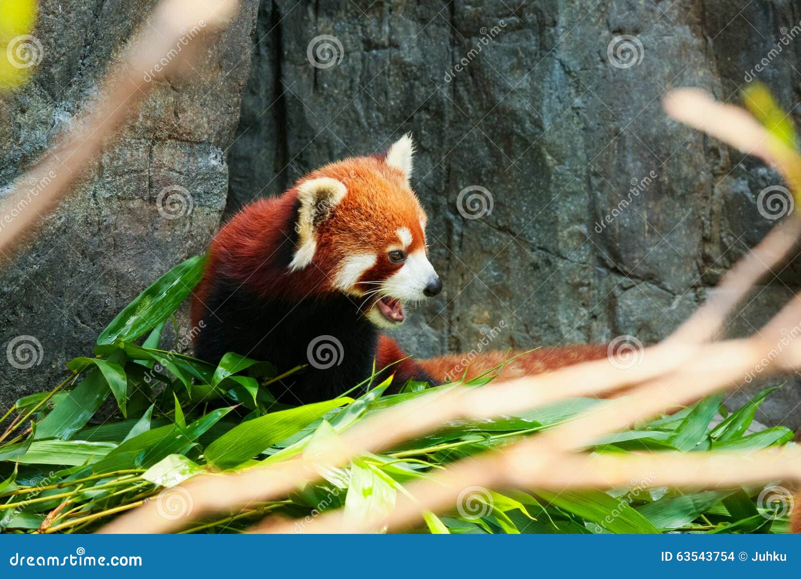 Cute Red Panda Eating Bamboo Stock Photo - Image of ground, rare: 63543754