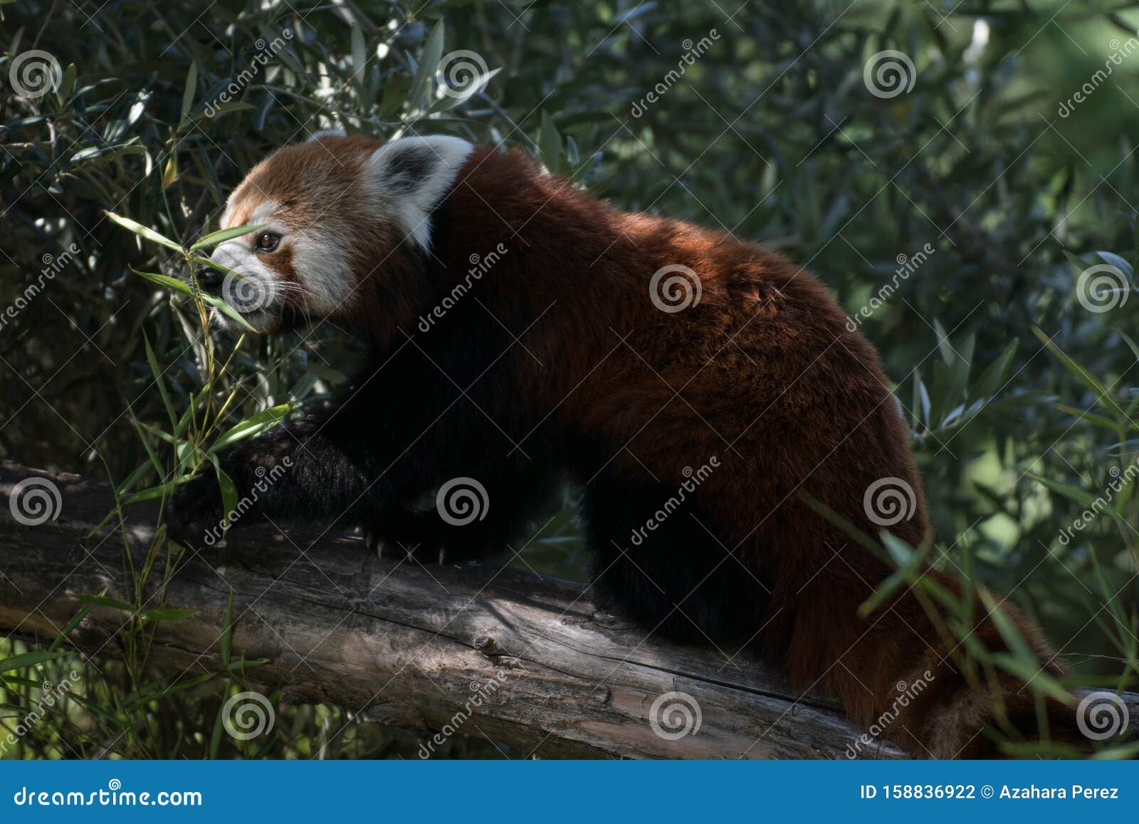 Red Panda Eating Bamboo in a Tree Stock Photo - Image of summer, animal ...
