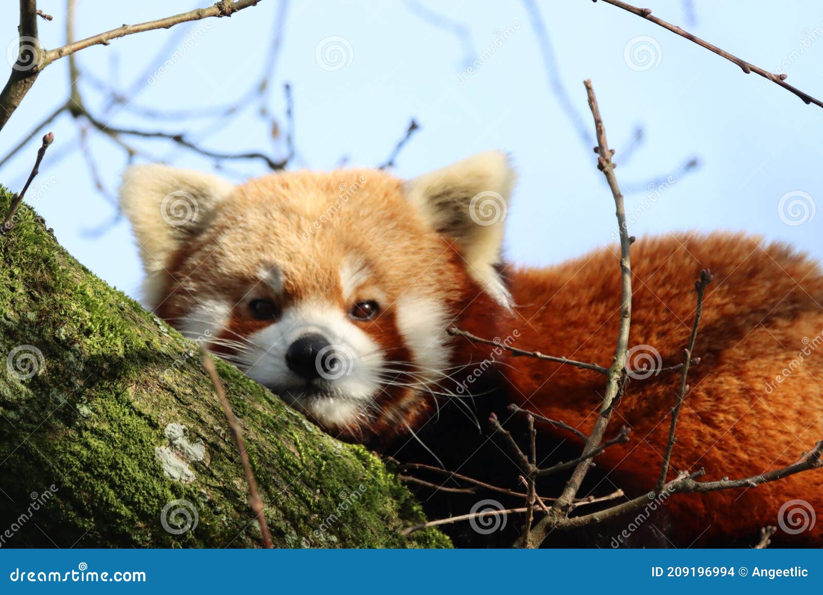 Cute red panda in his tree stock photo. Image of panda - 209196994