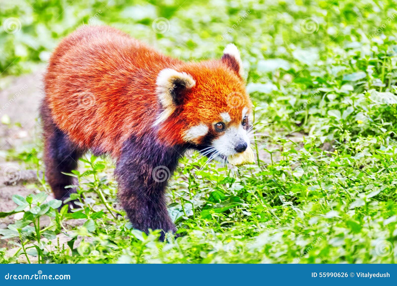 Cute Red Panda. stock photo. Image of animal, chinese - 55990626