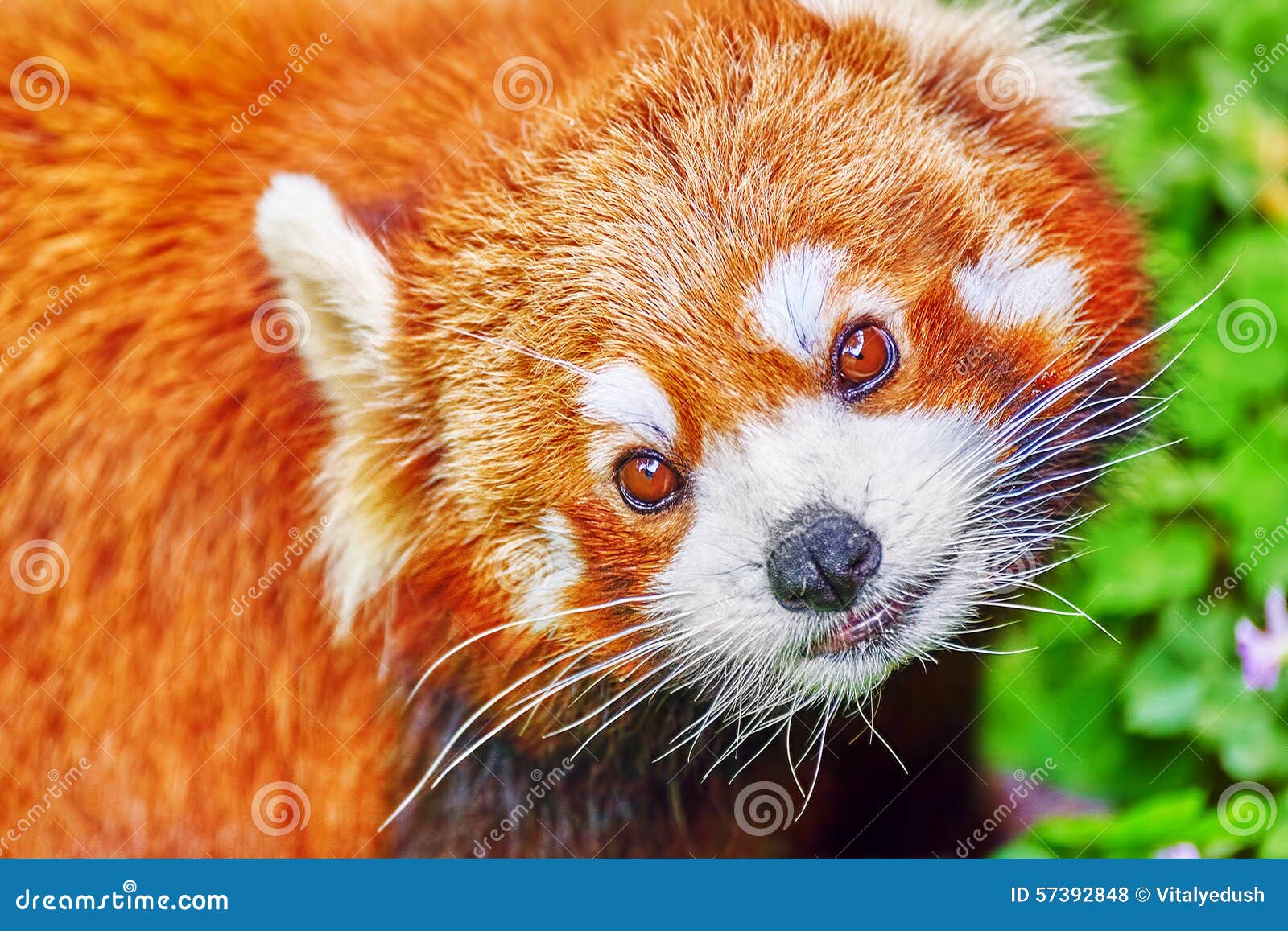 Cute Red Panda. stock photo. Image of curious, alone - 57392848