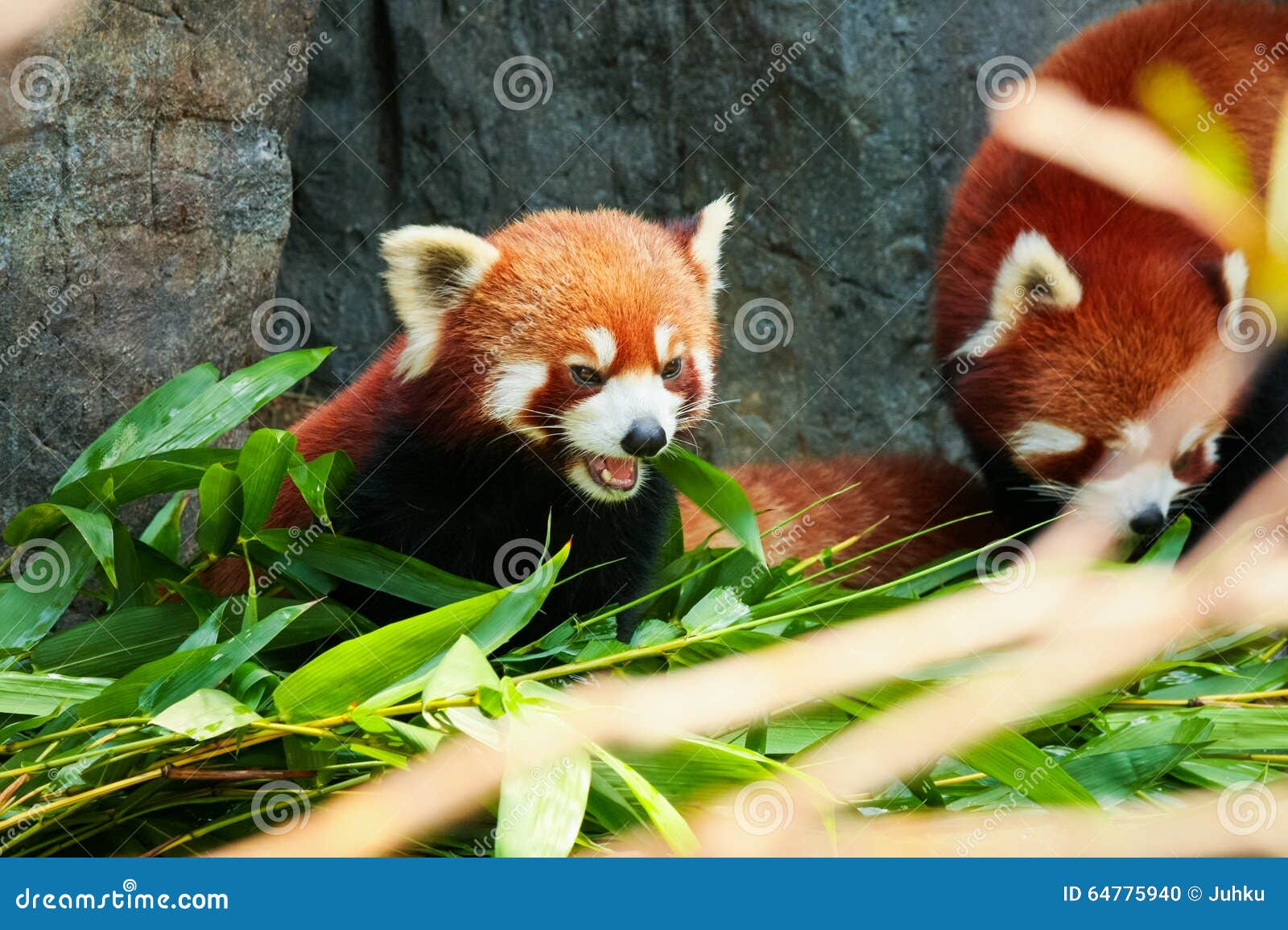 Cute red panda laying down stock photo. Image of ground - 64775940