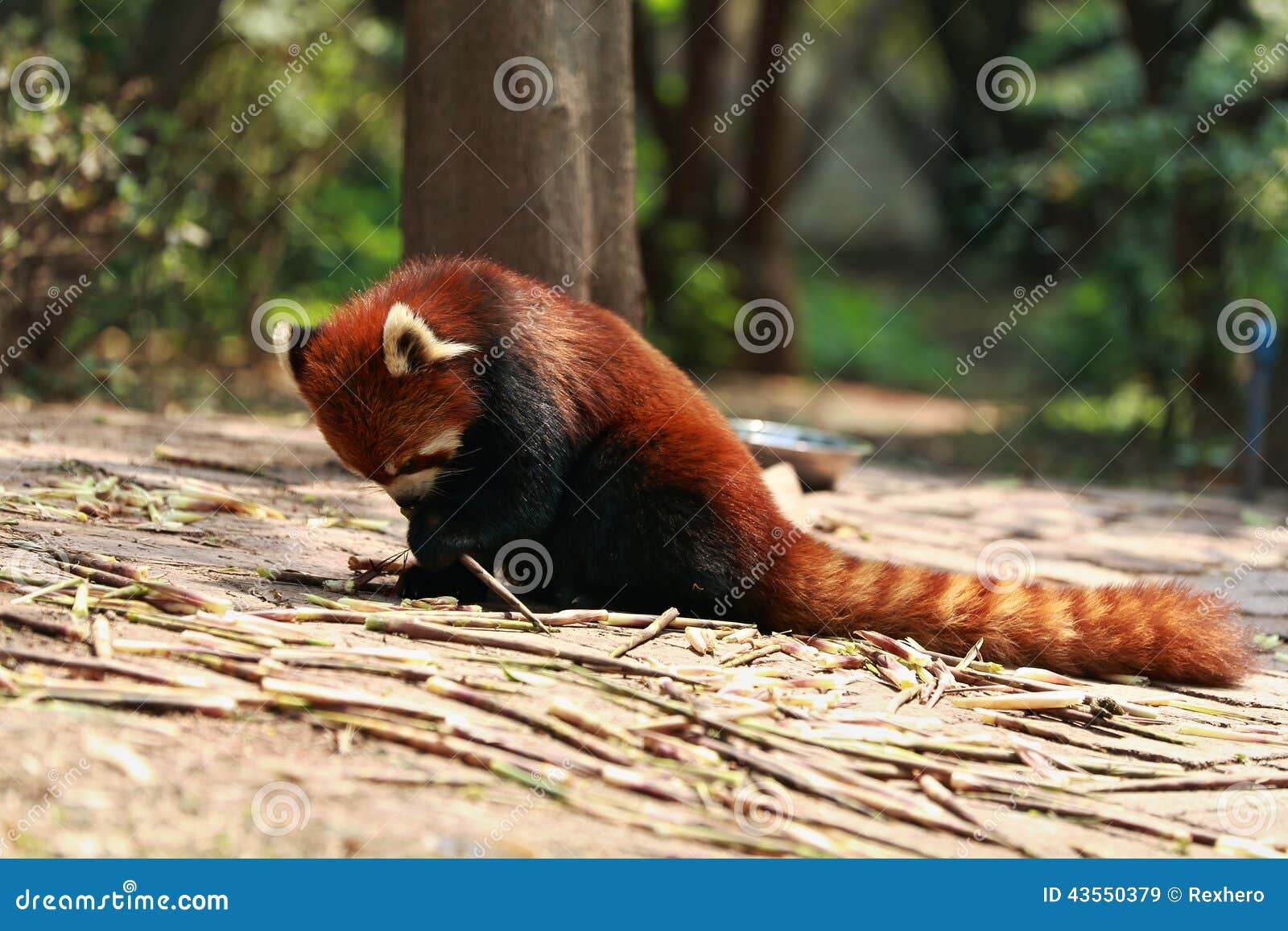 Cute Red Panda stock image. Image of organism, pandas - 43550379