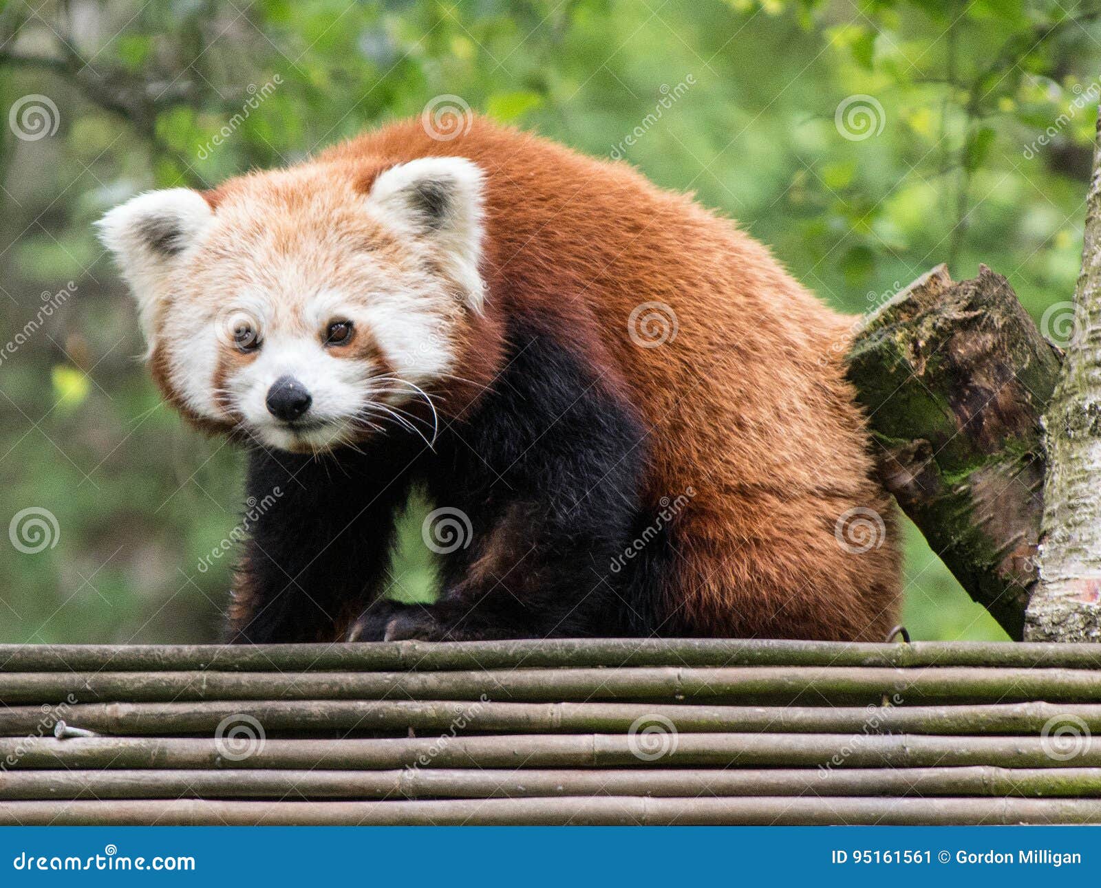 Cute Red Panda Looking at the Camera Stock Image - Image of endangered ...