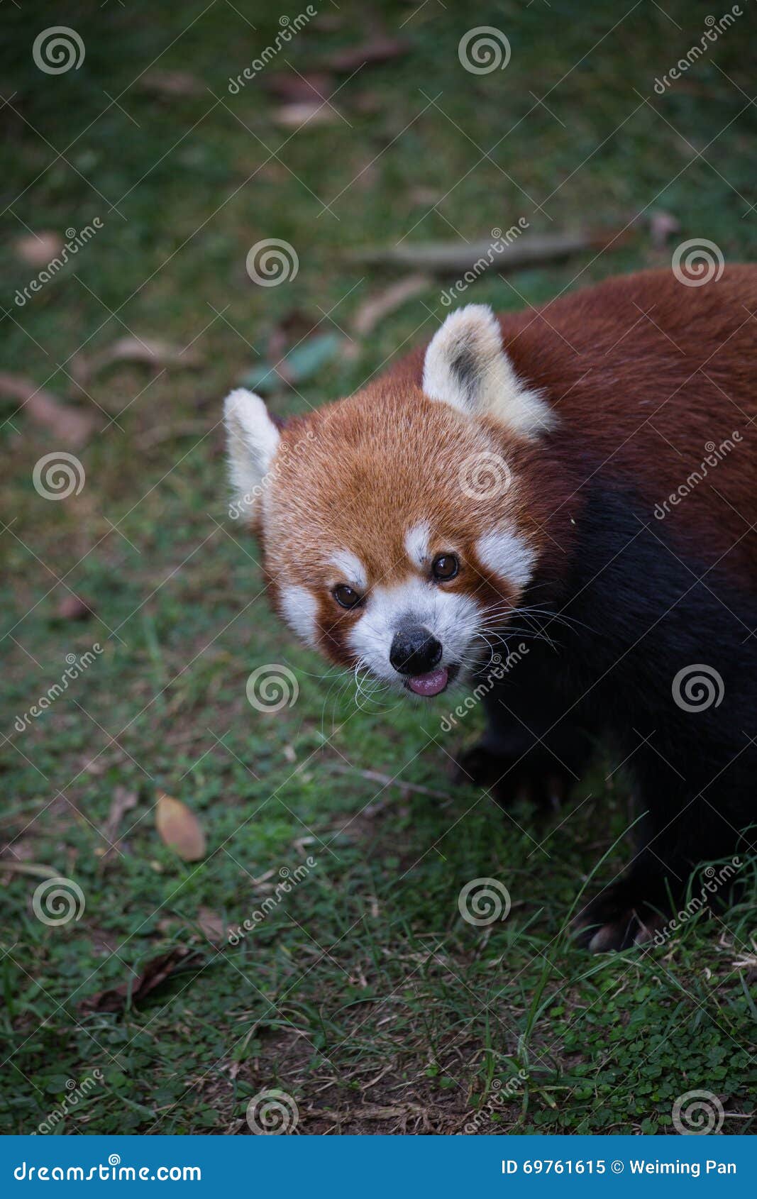 Smiling Red Panda