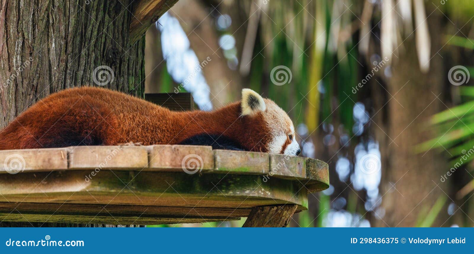 Cute Red Panda Lying Resting. Animal Protection Concept Stock Image ...