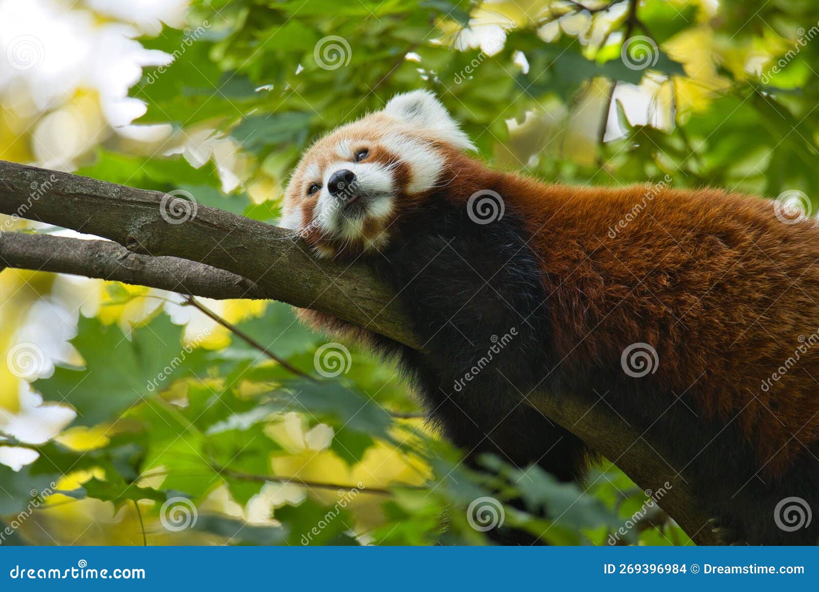 Cute Red Panda Lying on a Tree Branch. Stock Photo - Image of lying ...