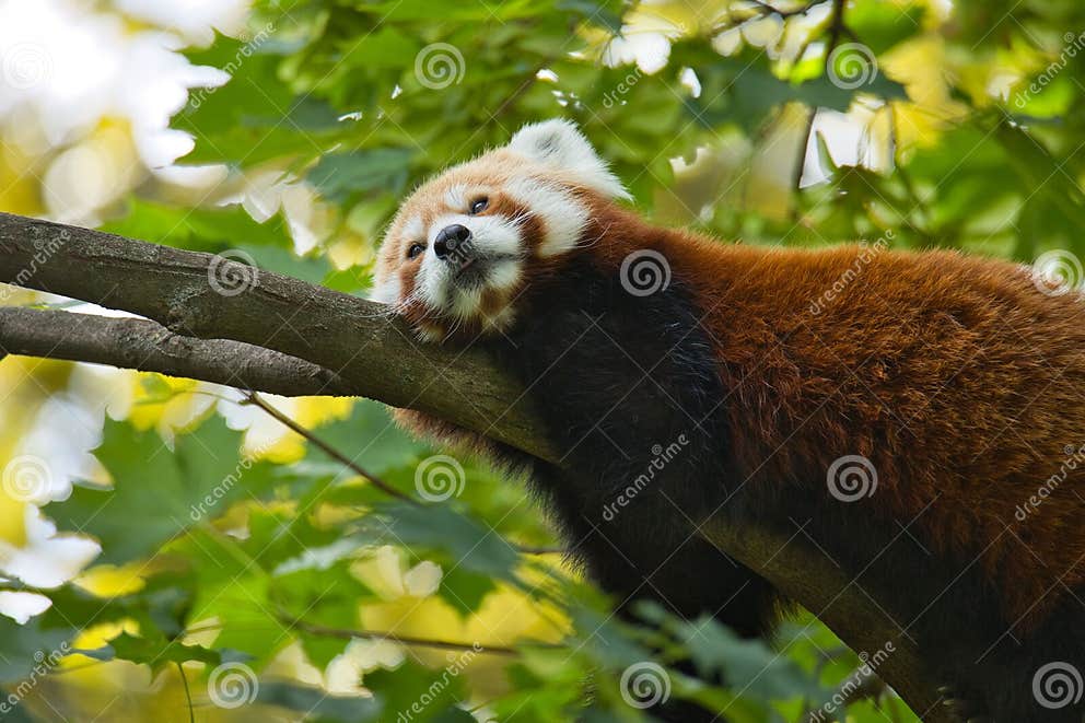 Cute Red Panda Lying on a Tree Branch. Stock Photo - Image of lying ...