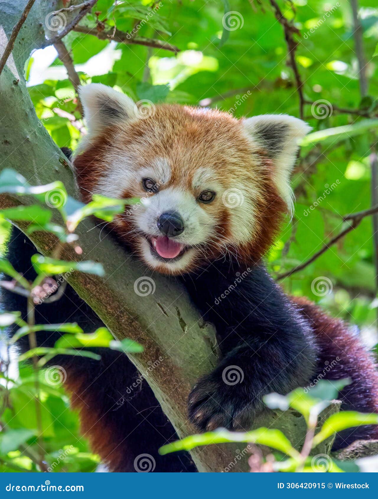 Cute Red Panda Peeking Out from a Tree Branch Stock Image - Image of ...