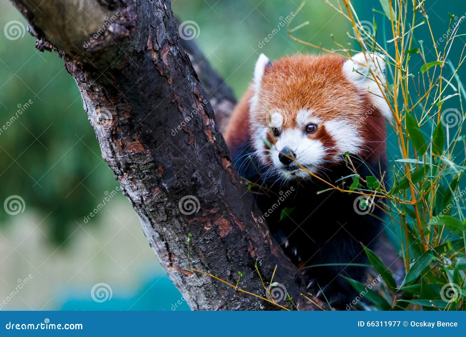 Cute red panda stock image. Image of habitat, bamboo - 66311977