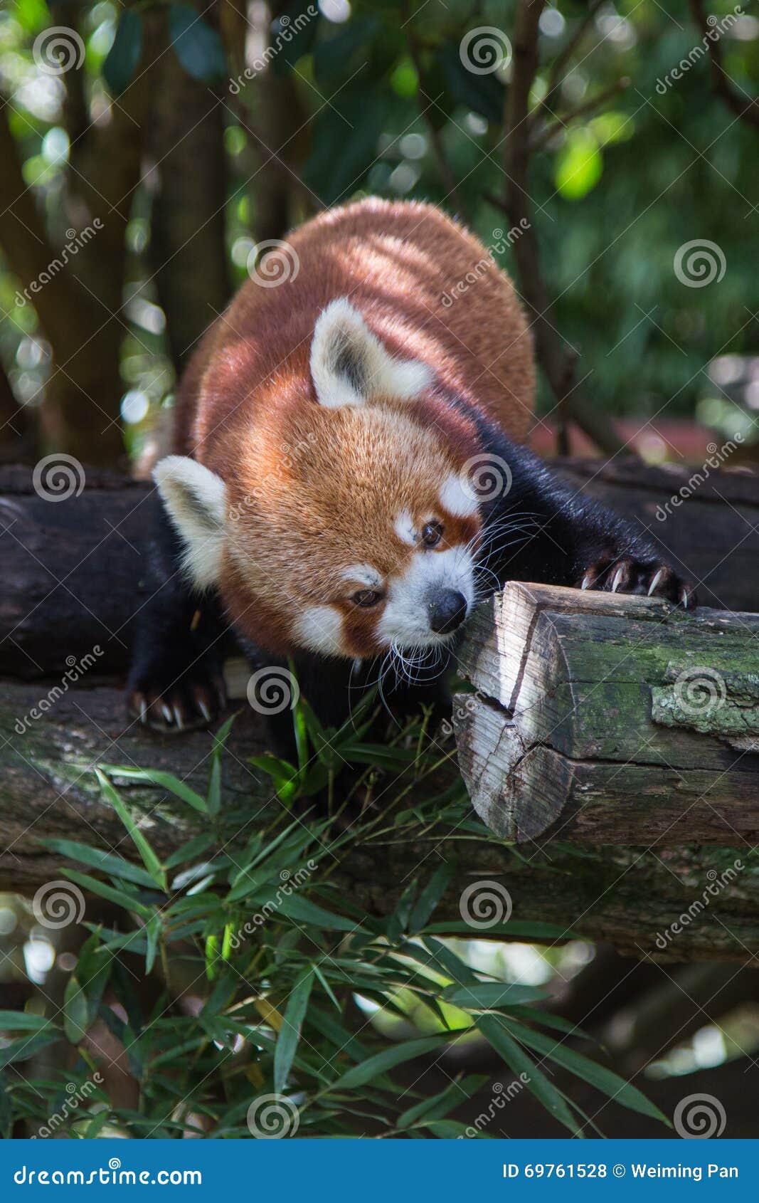 Cute Red panda playing stock photo. Image of vivd, animal - 69761528
