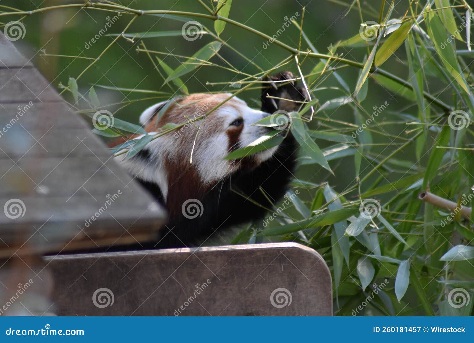 Cute Red Panda Seen Behind Green Tree Leaves Stock Image - Image of ...