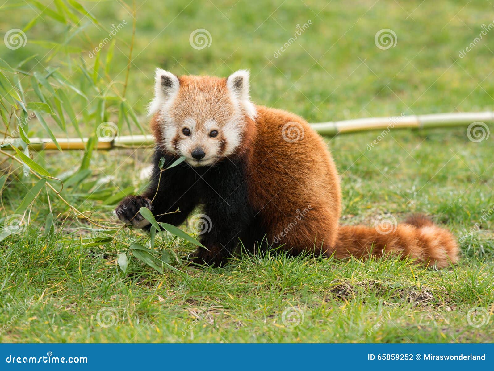 Cute red panda stock photo. Image of chinese, cute, look - 65859252