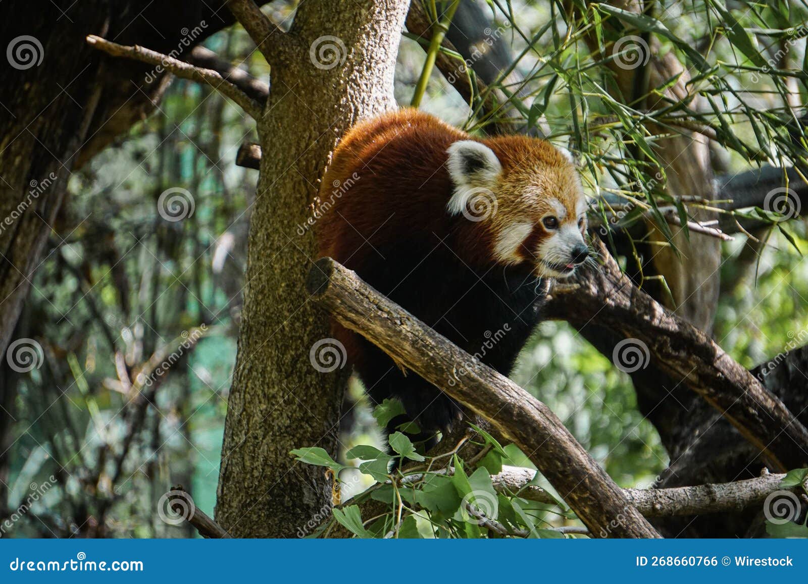 Cute red panda on a tree stock photo. Image of carnivora - 268660766