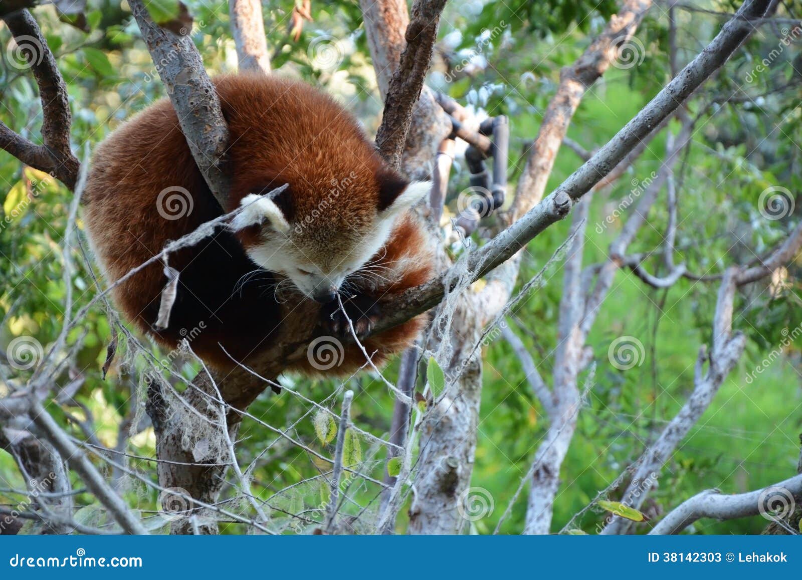 Cute red panda stock image. Image of arcane, extraordinary - 38142303