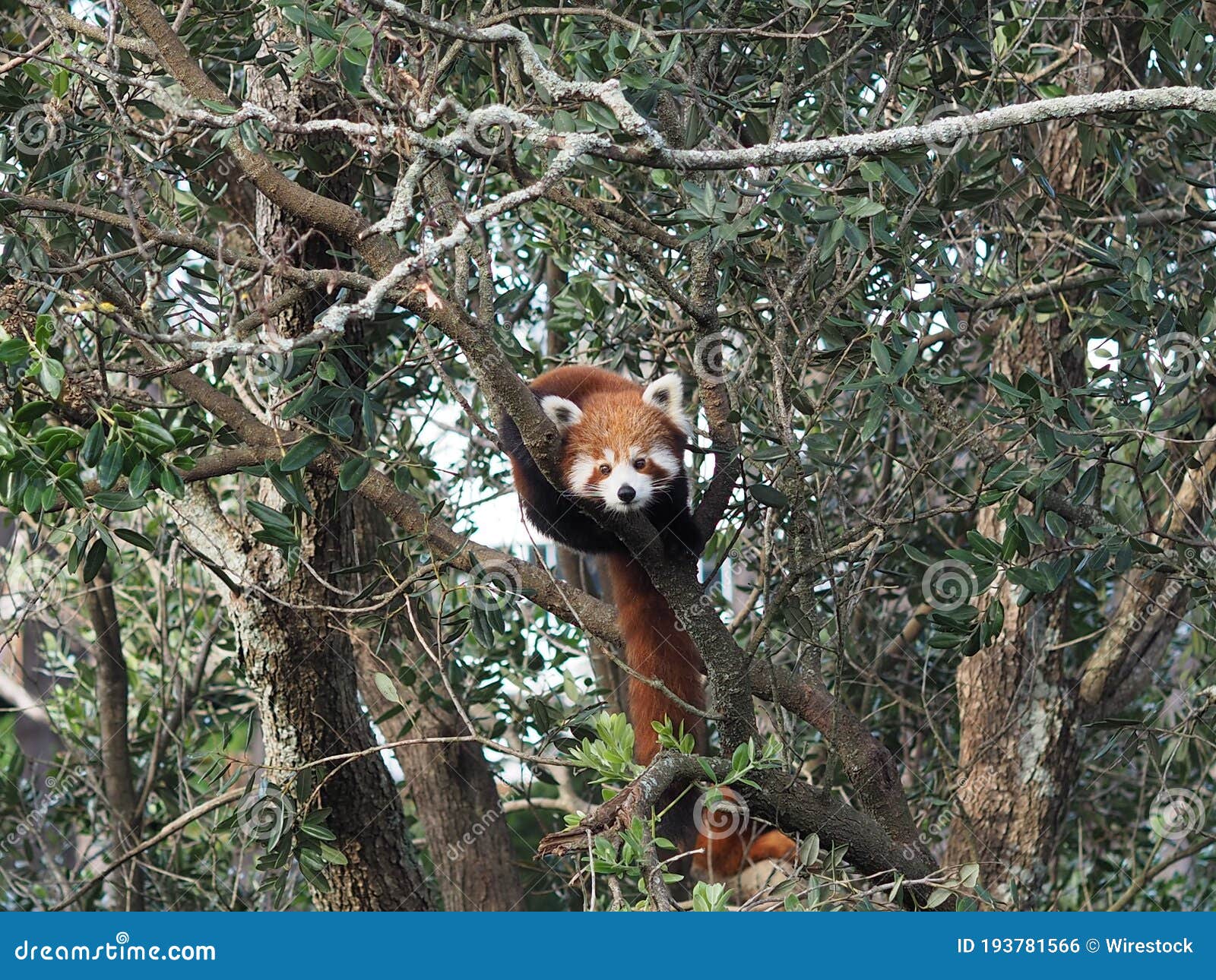 Cute Red Panda on a Tree Branch Stock Photo - Image of sitting, ears ...