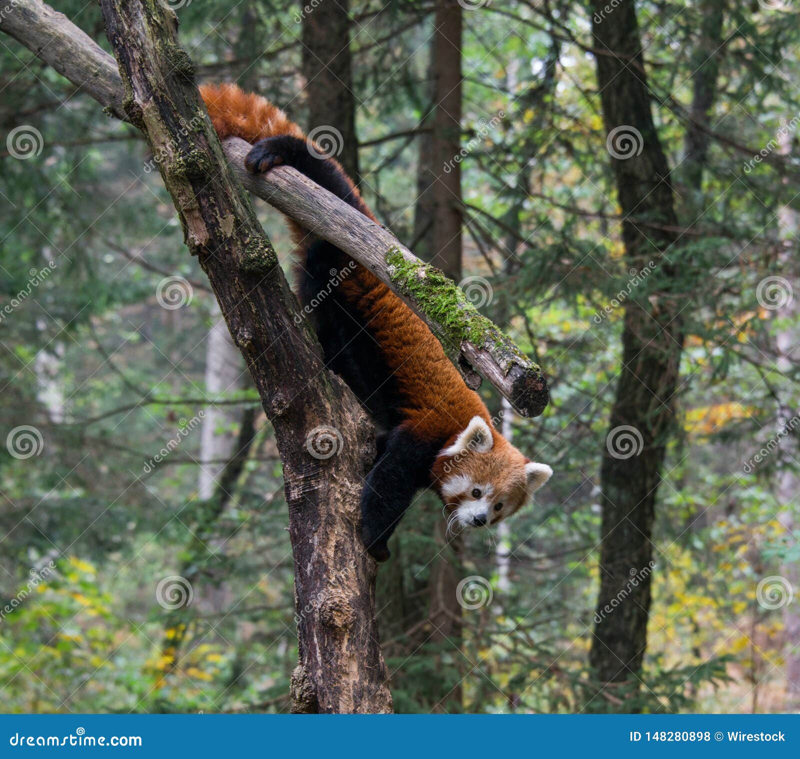 A cute red panda on a tree stock photo. Image of fulgens - 148280898