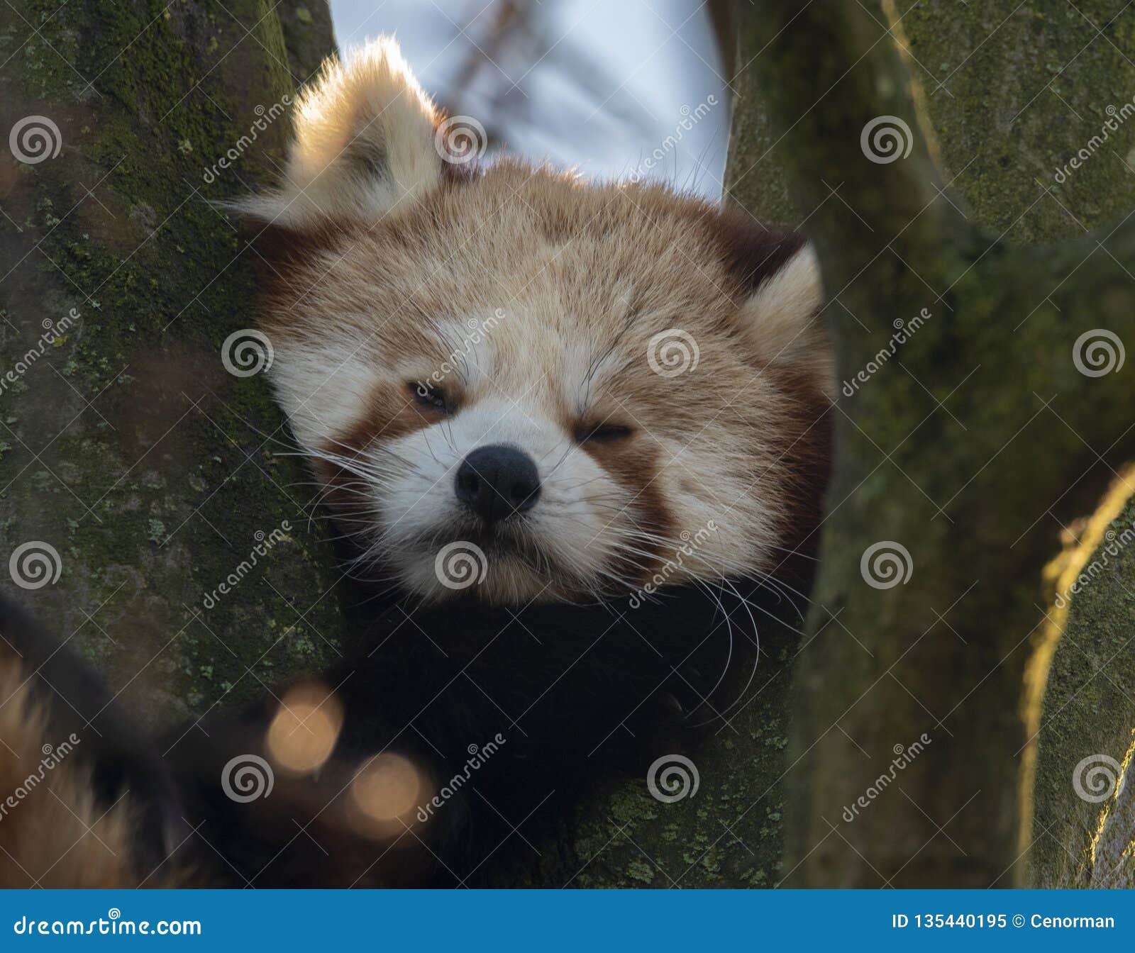 Cute red panda stock image. Image of tree, panda, wild - 135440195