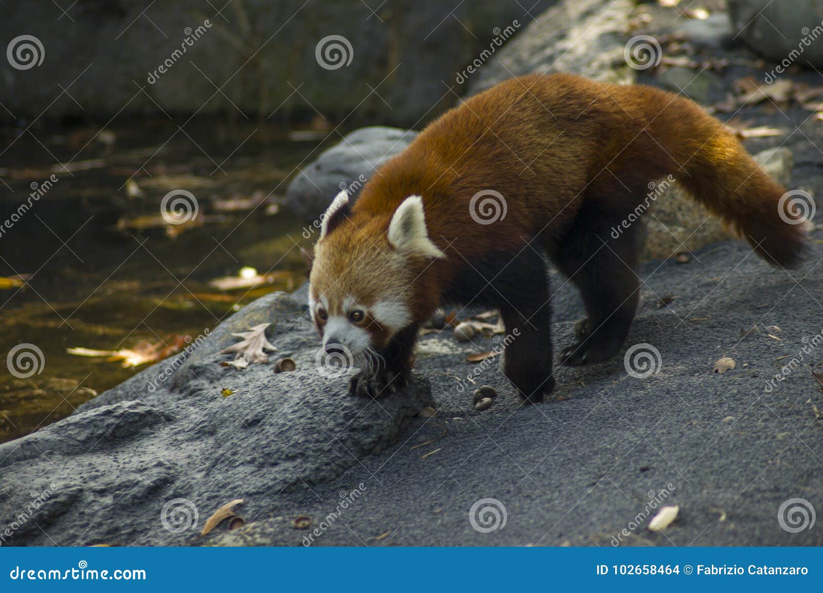 Red panda stock photo. Image of nlesser, nendangered - 102658464