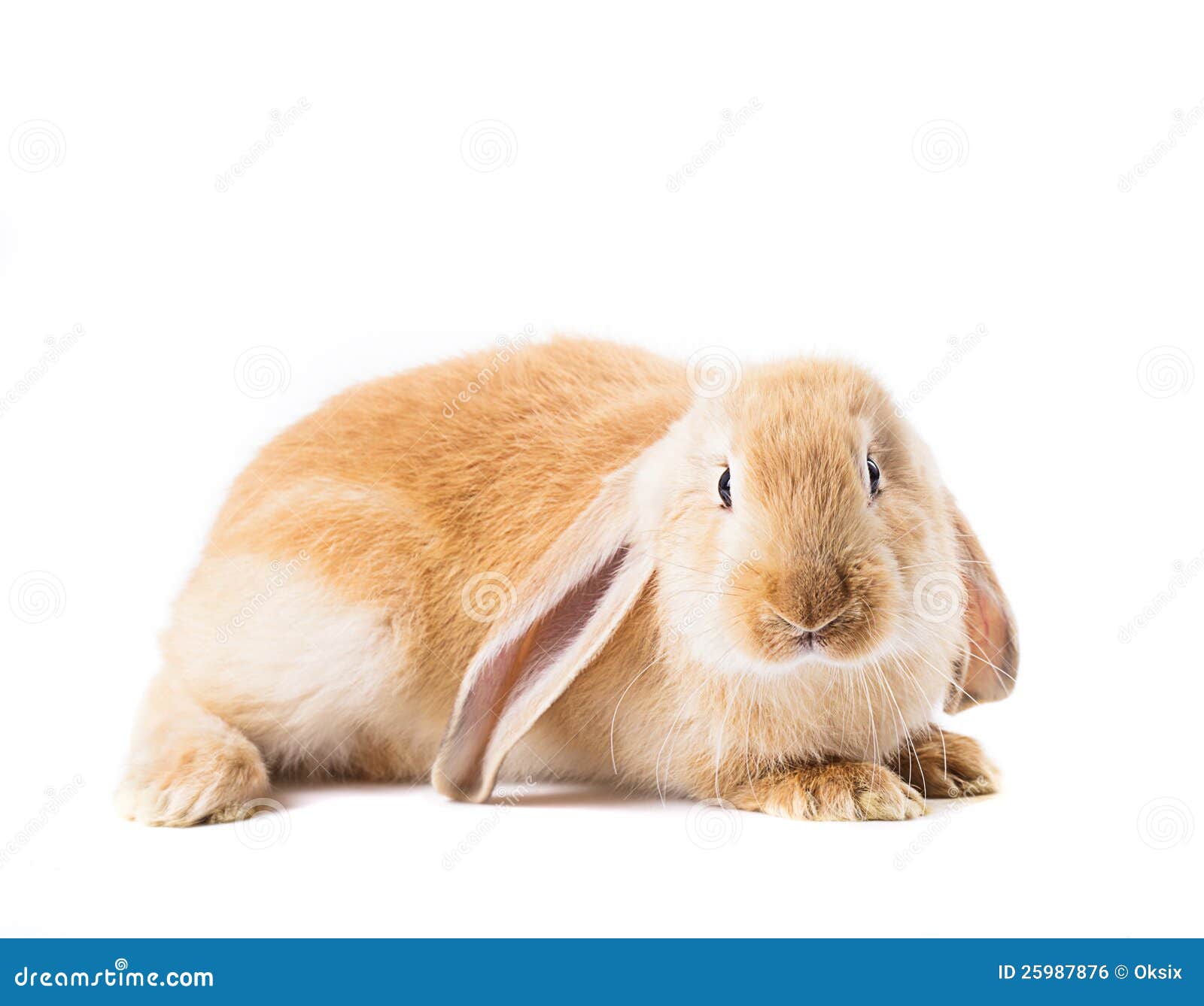 Cute red rabbit stock photo. Image of soft, rodent, small - 25987876