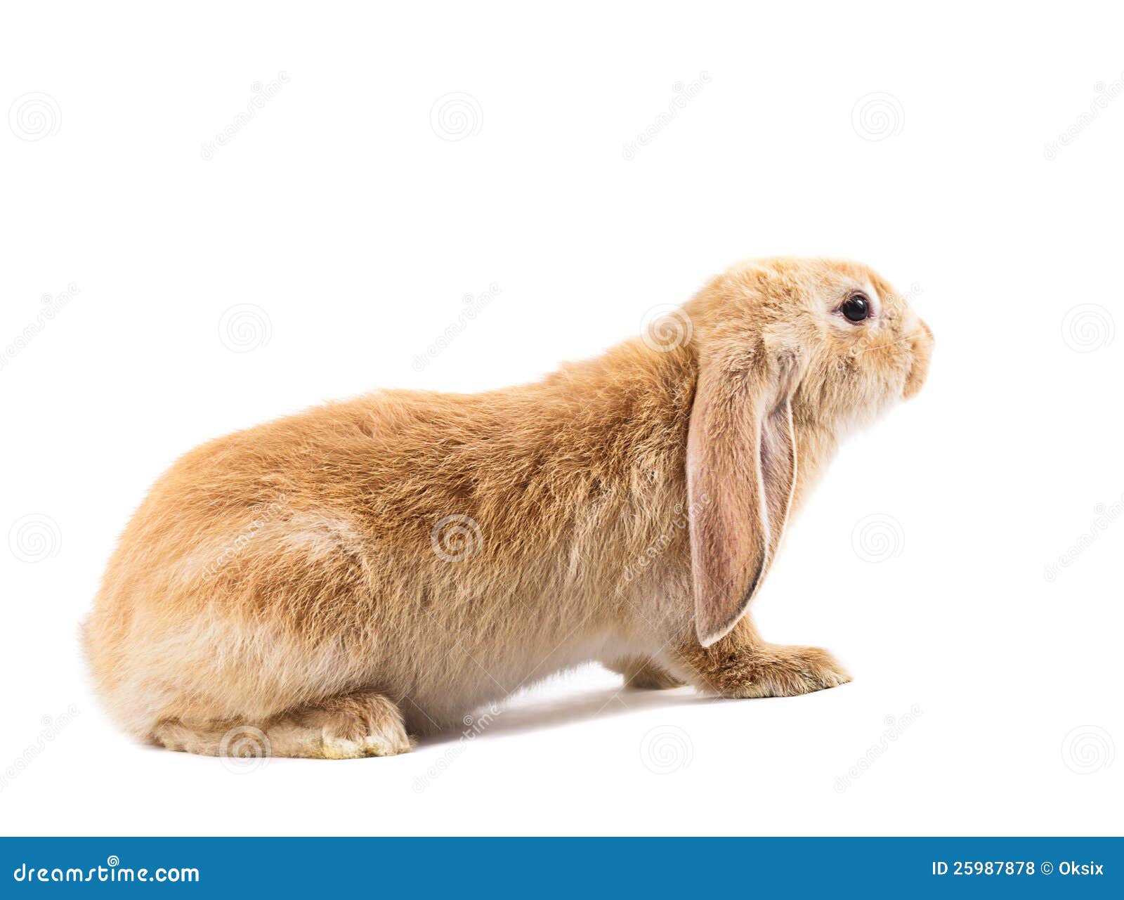 Cute red rabbit stock photo. Image of white, mammal, soft - 25987878