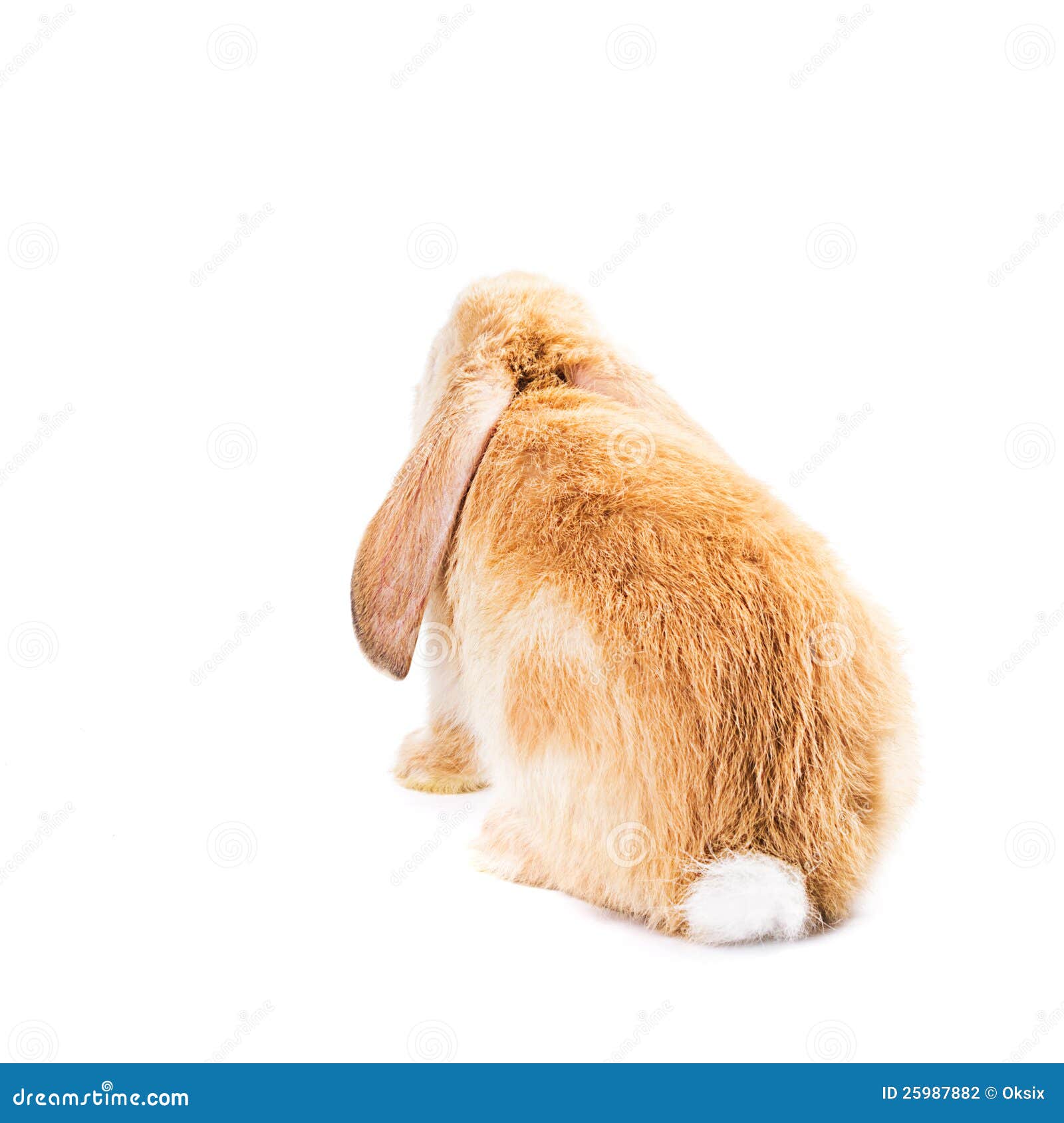 Cute red rabbit stock photo. Image of looking, pretty - 25987882
