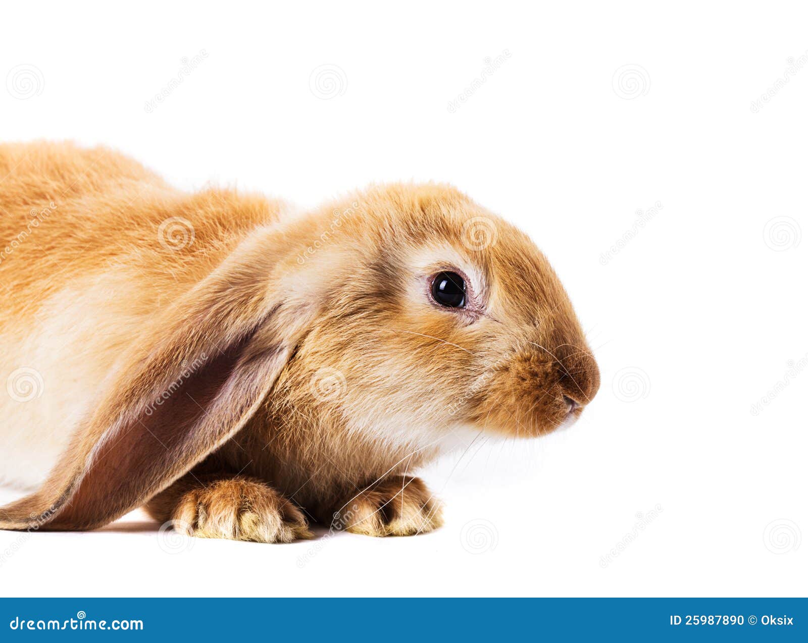 Cute red rabbit stock photo. Image of farm, adorable - 25987890