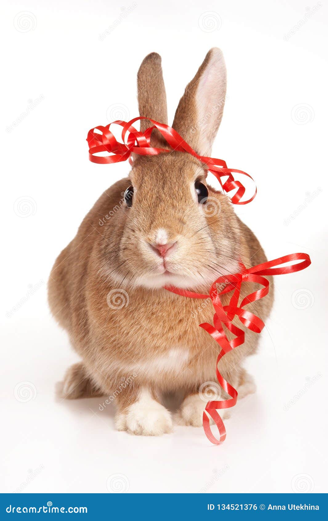 Cute red rabbit with a bow stock photo. Image of hare - 134521376