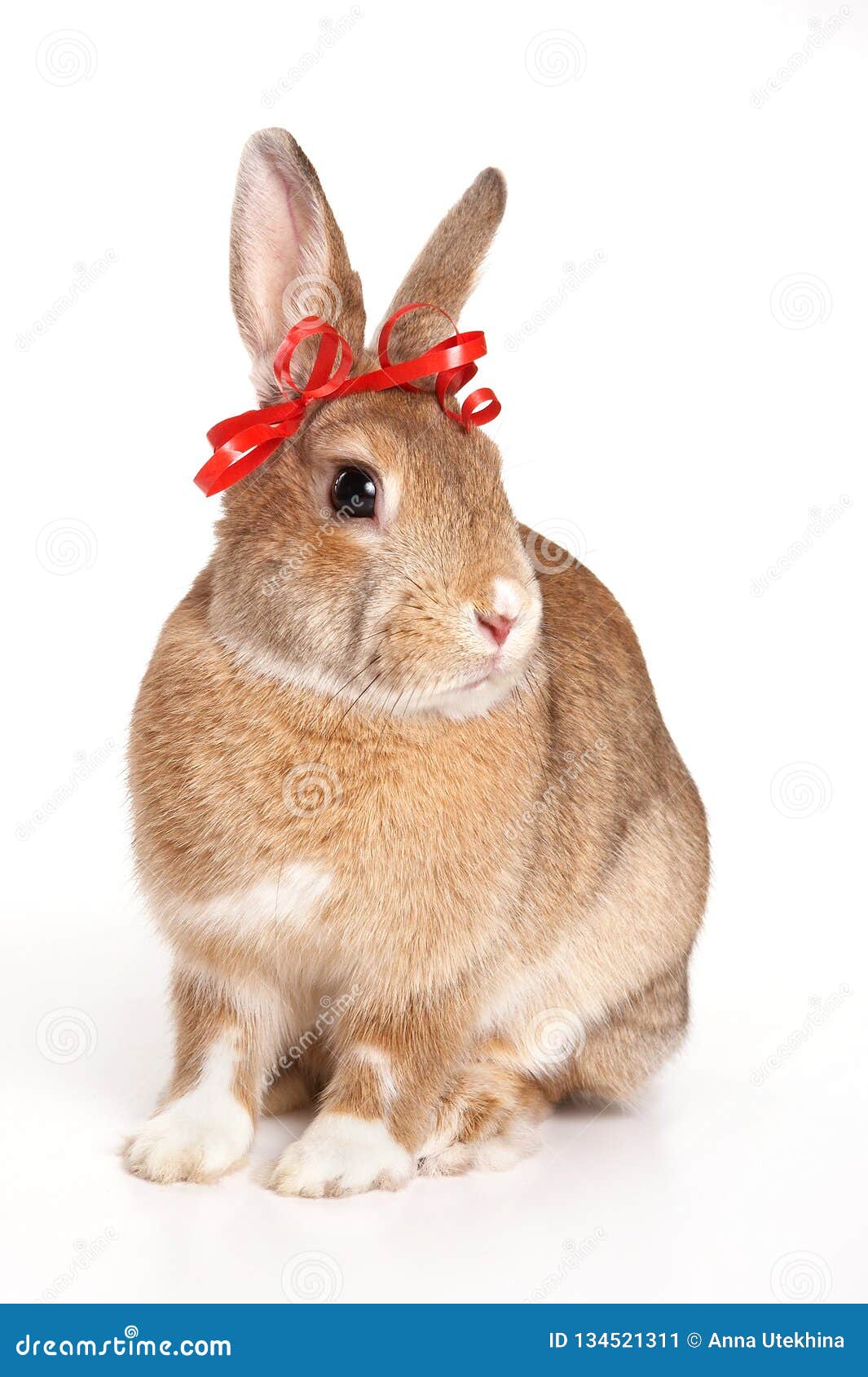 Cute red rabbit with a bow stock image. Image of cute - 134521311