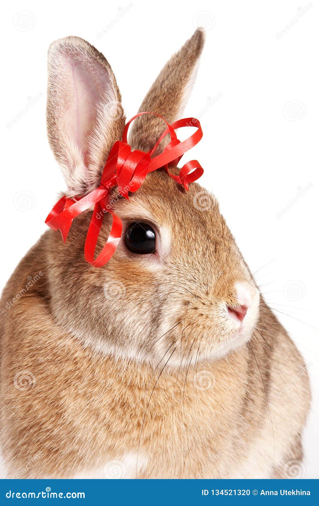 Cute red rabbit with a bow stock photo. Image of isolated - 134521320