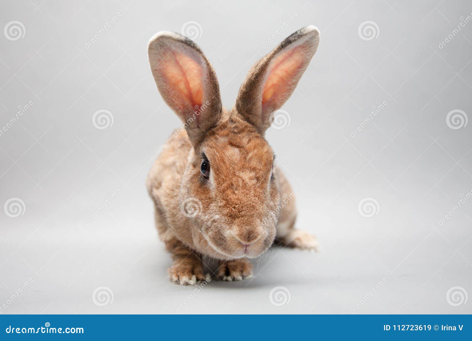 Cute Red Rabbit Looking Intensly in the Frame Stock Image - Image of ...