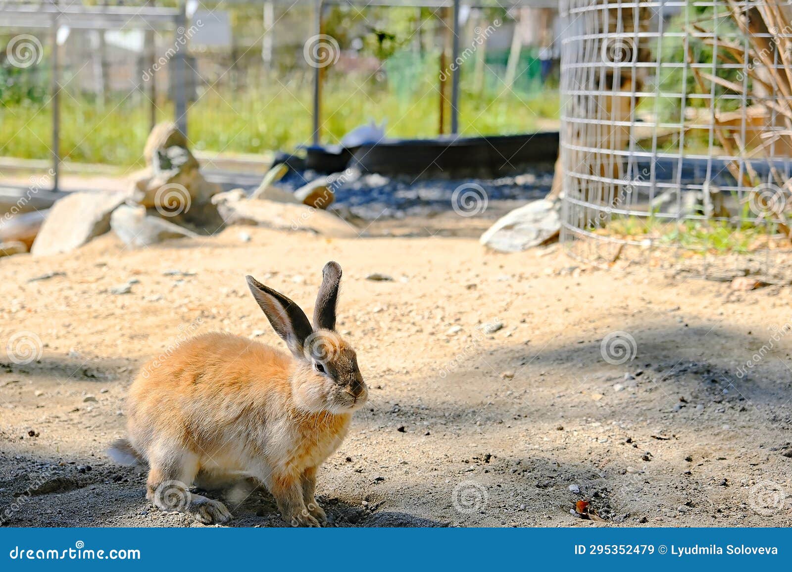 Cute Red Rabbit Sleeping in a Cage in a Zoo in Summer Stock Image ...