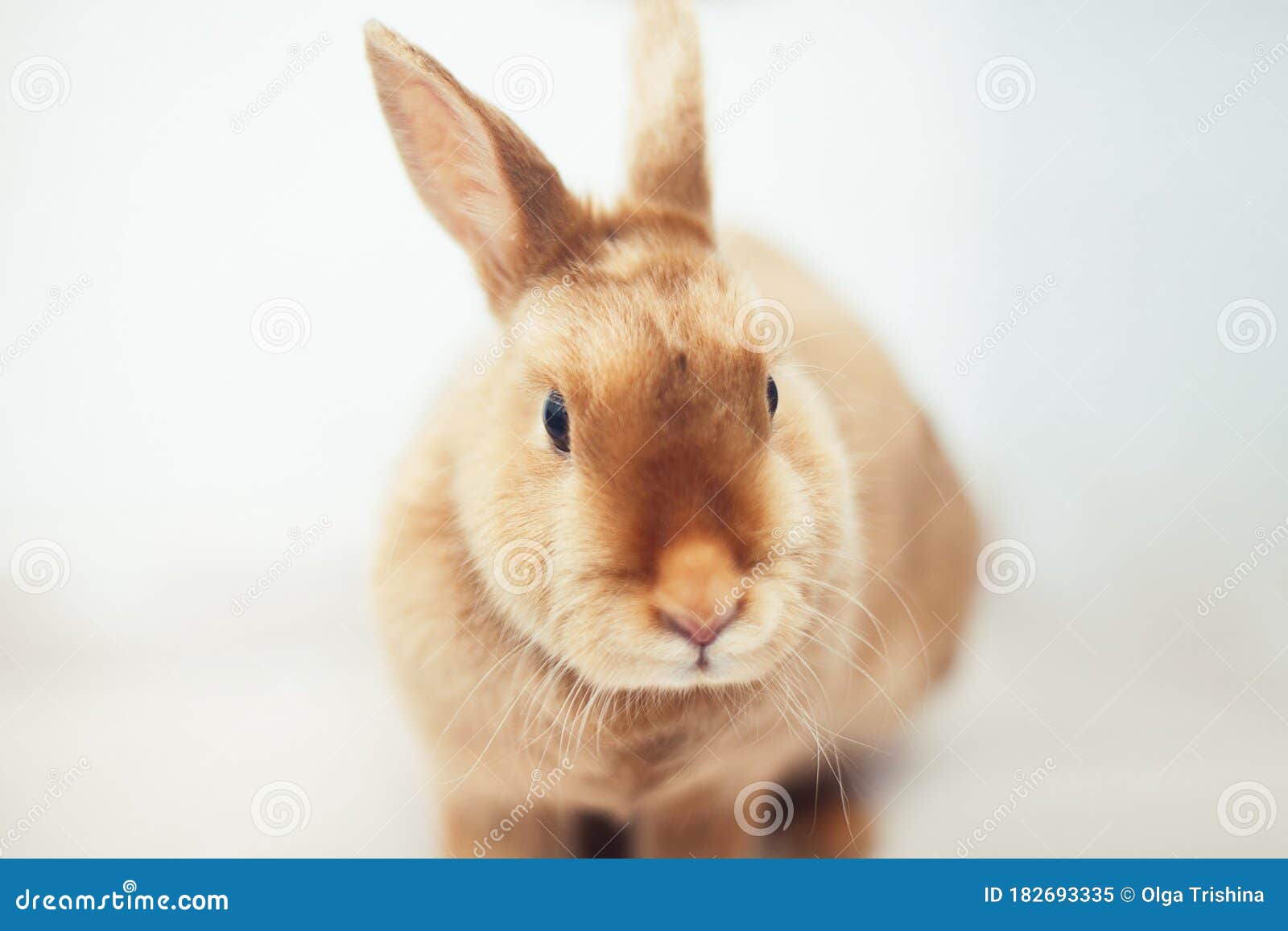 Cute Red Rabbit on the White Background Stock Image - Image of cute ...