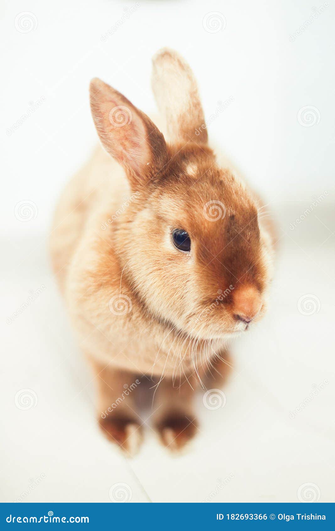 Cute Red Rabbit on the White Background Stock Photo - Image of grey ...