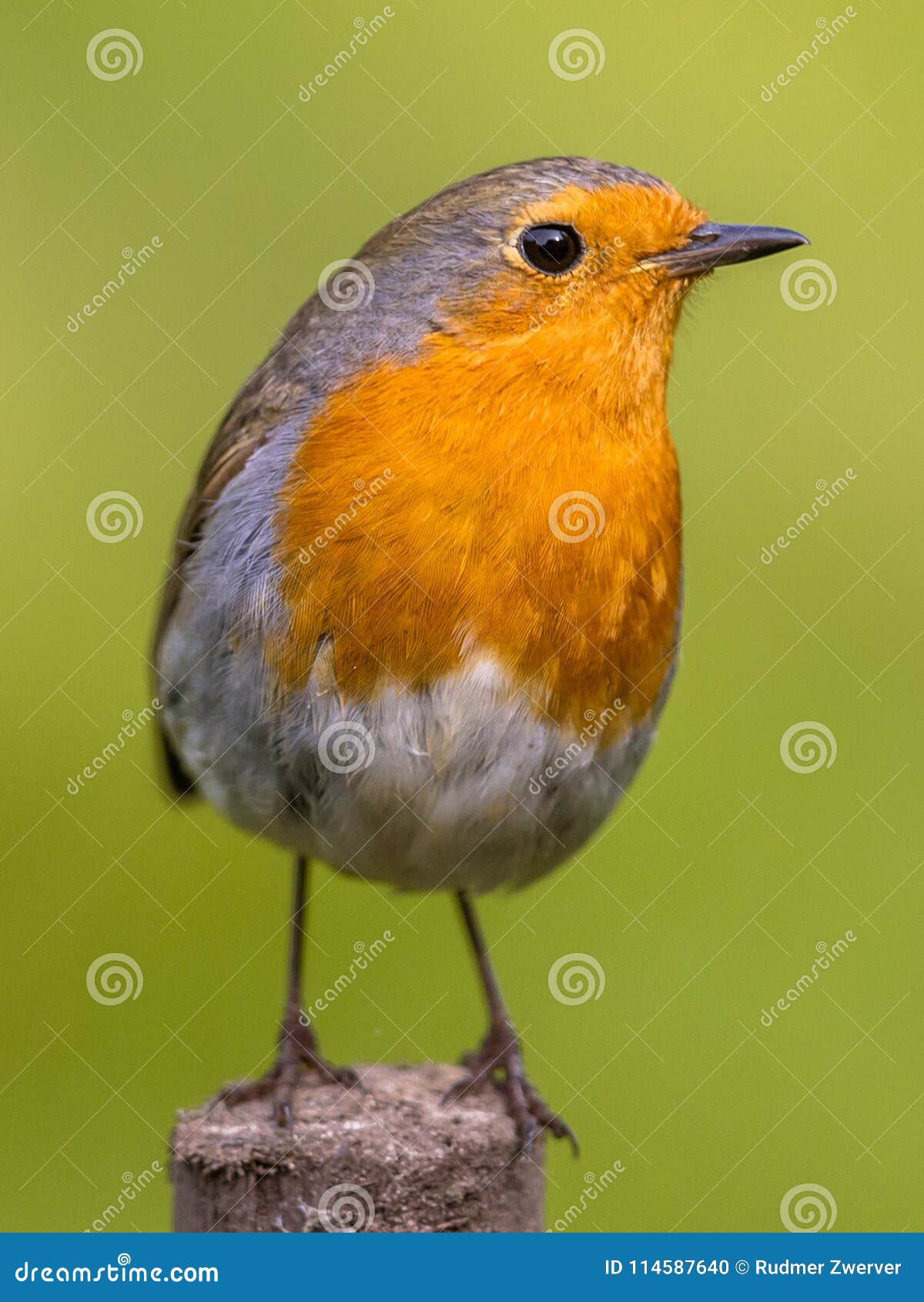 Cute Red Robin Vivid Green Background Stock Photo - Image of branch ...