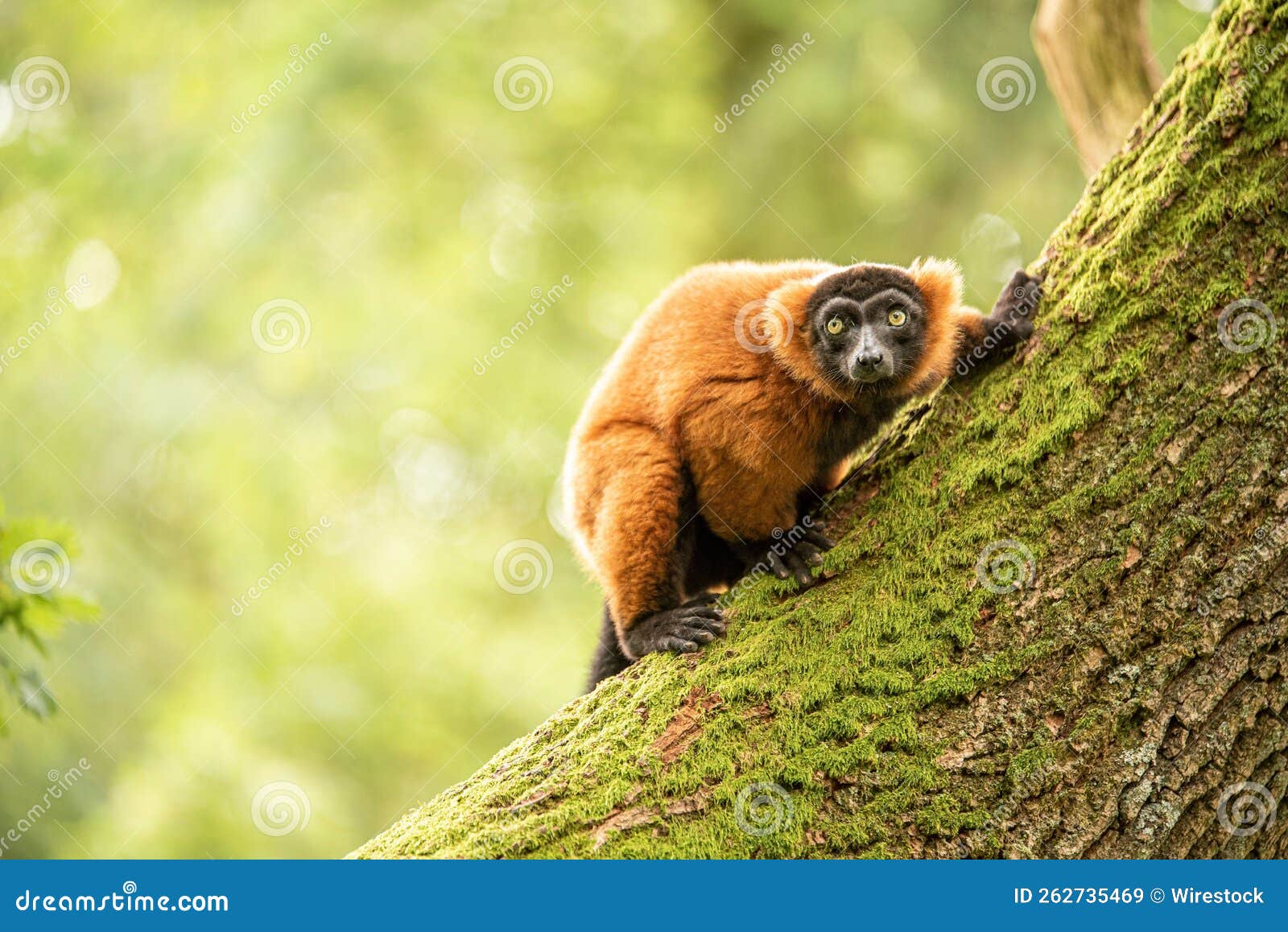 Cute Red Ruffed Lemur on the Mossy Tree Trunk Stock Image - Image of ...