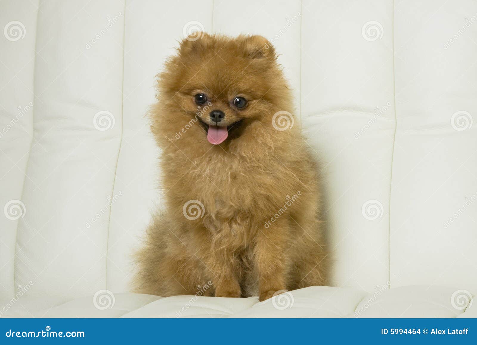 Cute red Spitz dog stock photo. Image of white, alert - 5994464