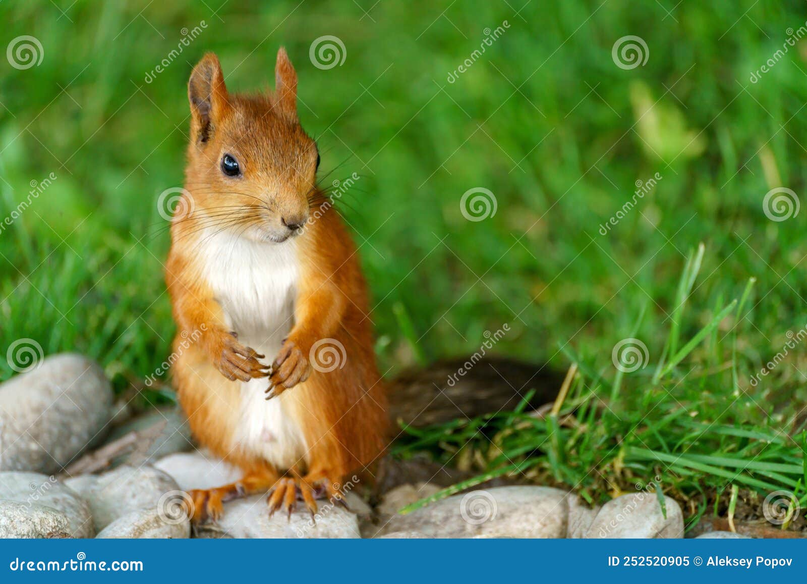 Cute Red Squirrel. Animal in Nature Stock Image - Image of pretty ...