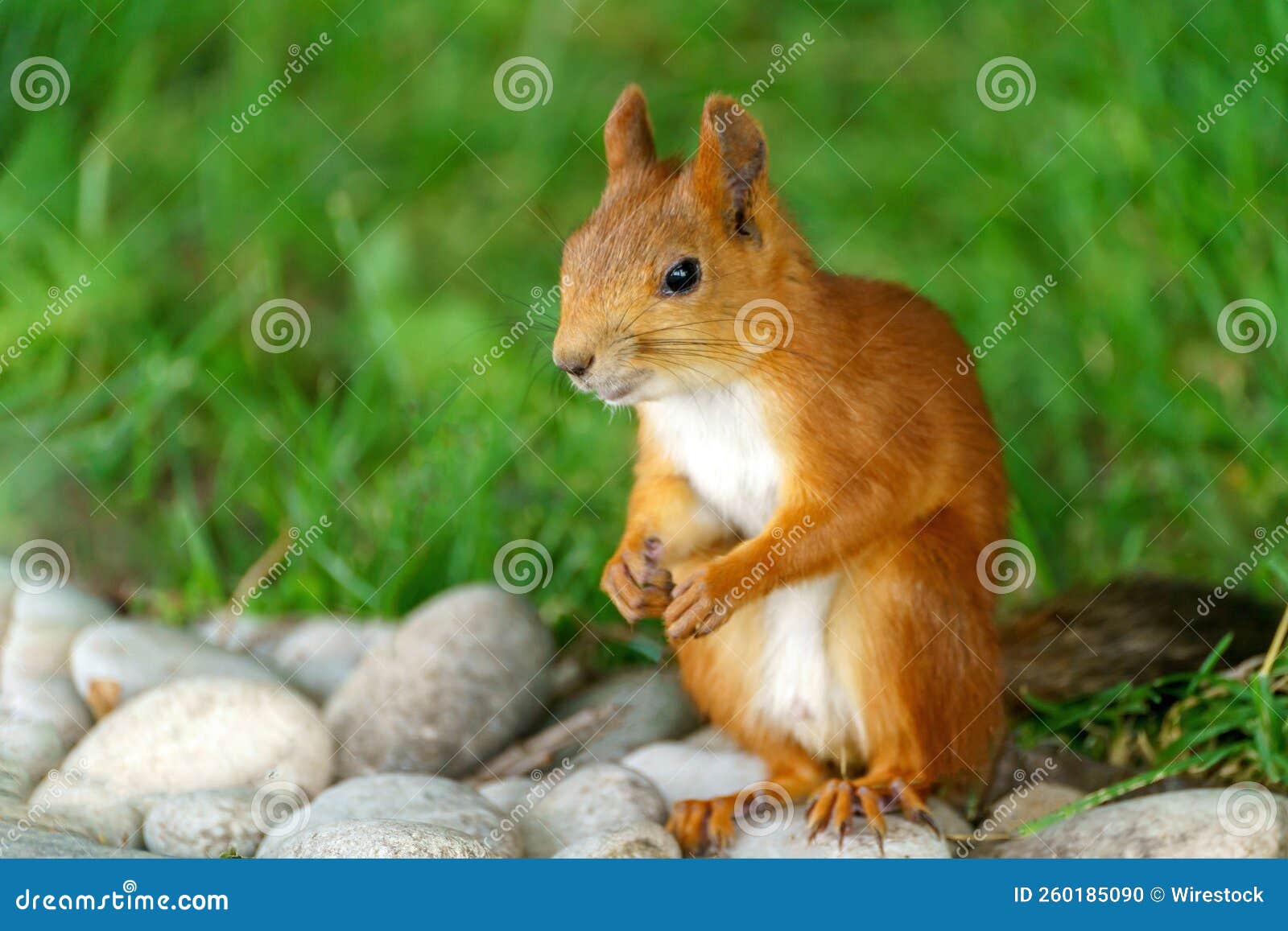 Cute Red Squirrel. Animal in Nature Habitat Stock Photo - Image of ...