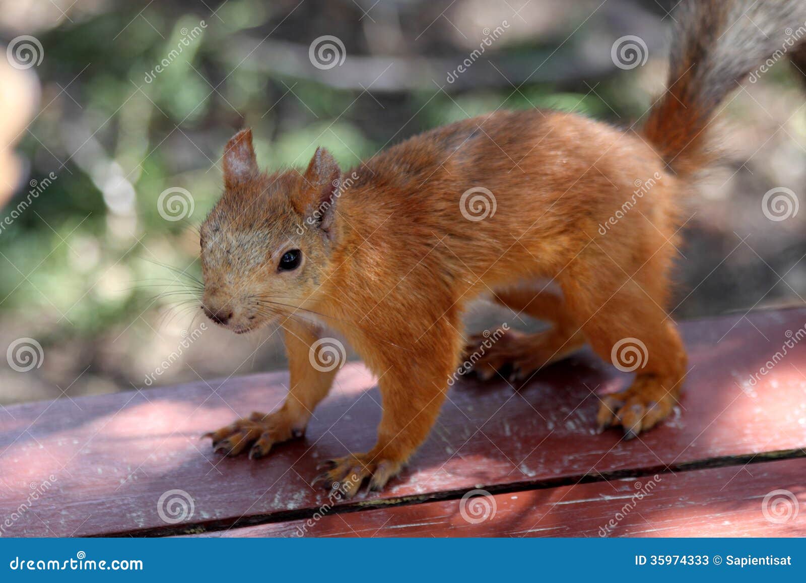 Cute red squirrel stock image. Image of wild, squirrel - 35974333