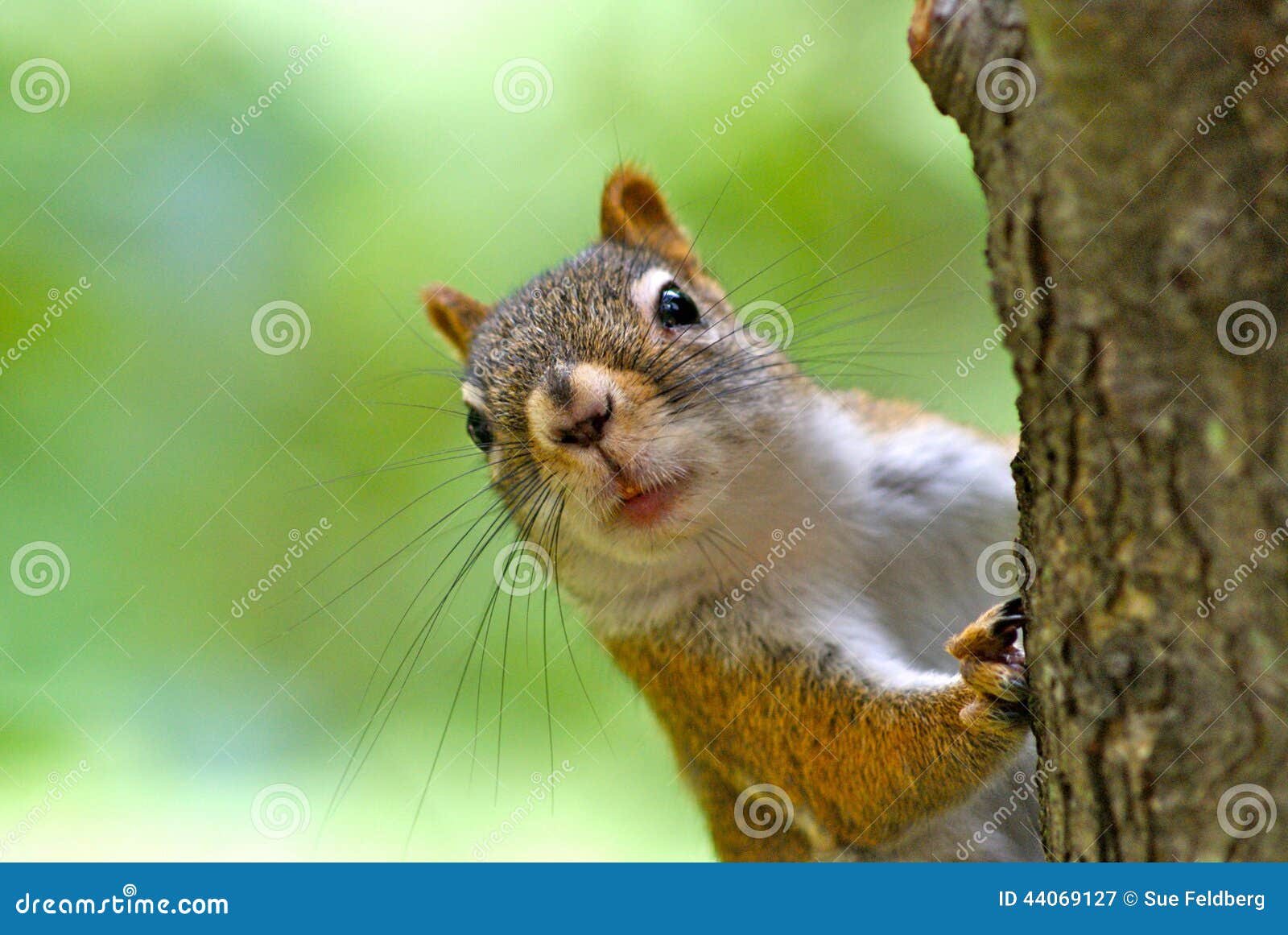 Cute Red Squirrel stock image. Image of looks, squirrel - 44069127