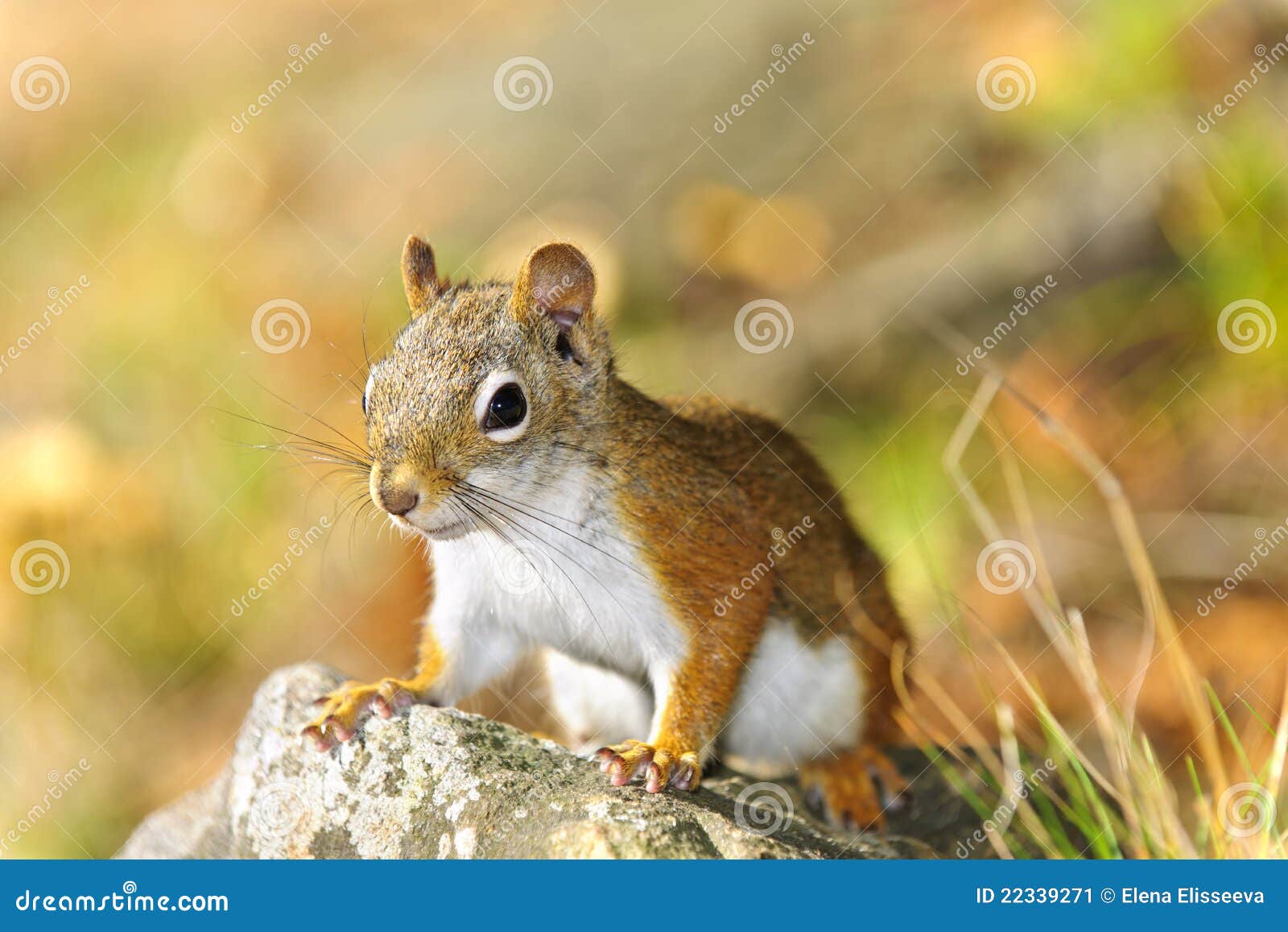 Cute red squirrel closeup stock image. Image of cute - 22339271