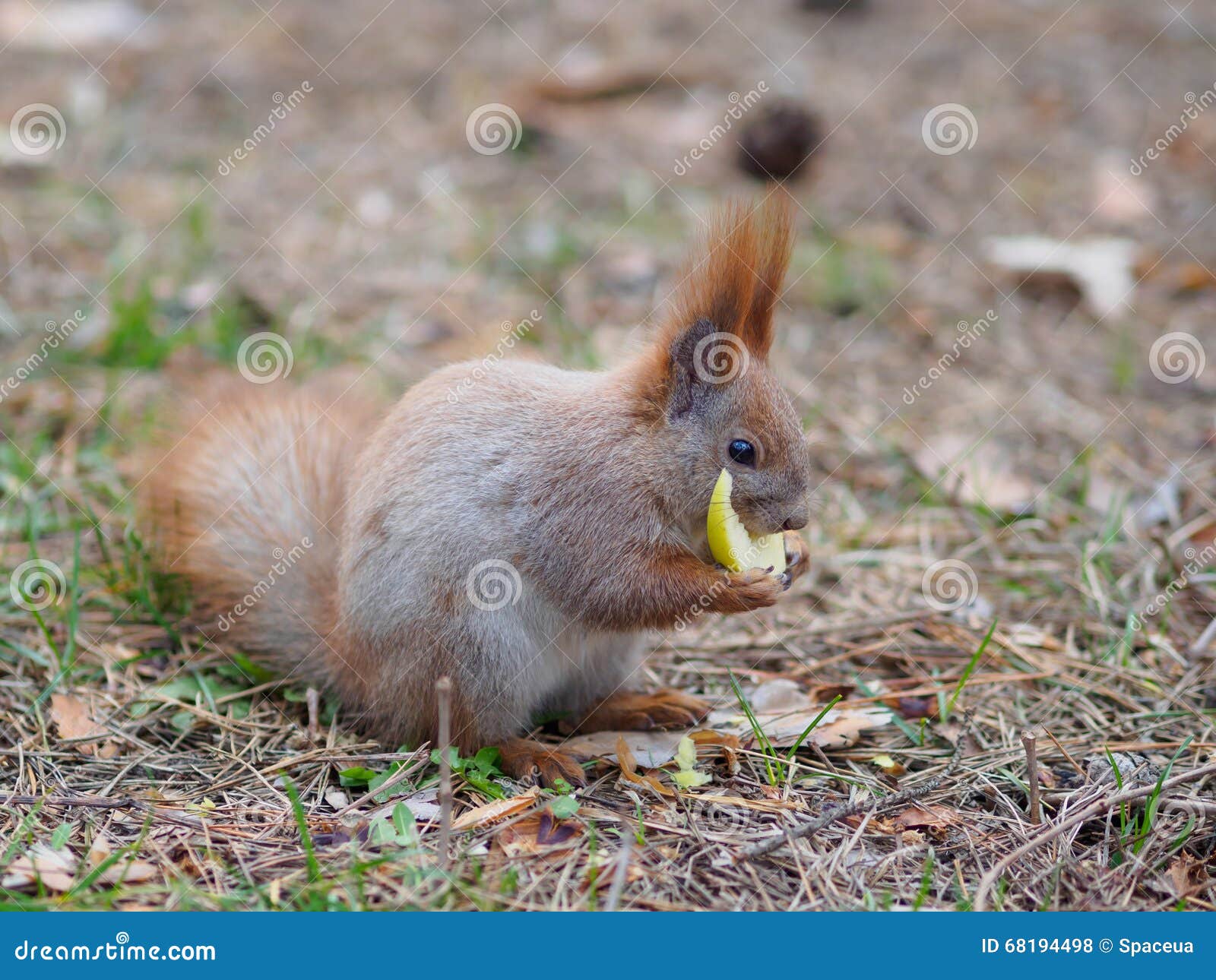 Cute Red Squirrel Eating Apple Fruit Human-like and Posing in Th Stock ...