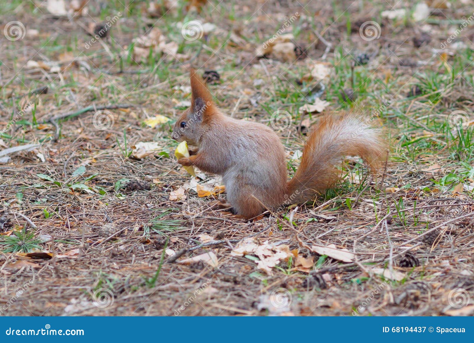 Cute Red Squirrel Eating Apple Fruit and Posing in the Park Stock Image ...